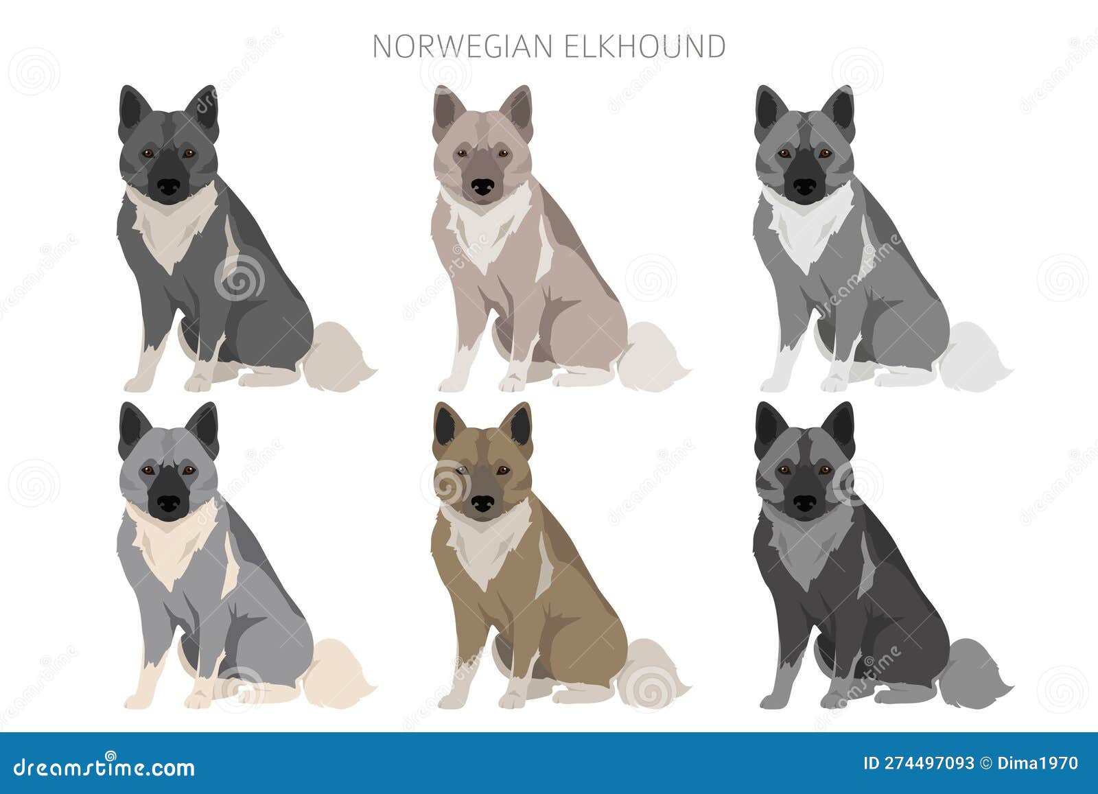 Norwegian Elkhound Clipart. Different Poses, Coat Colors Set Stock ...