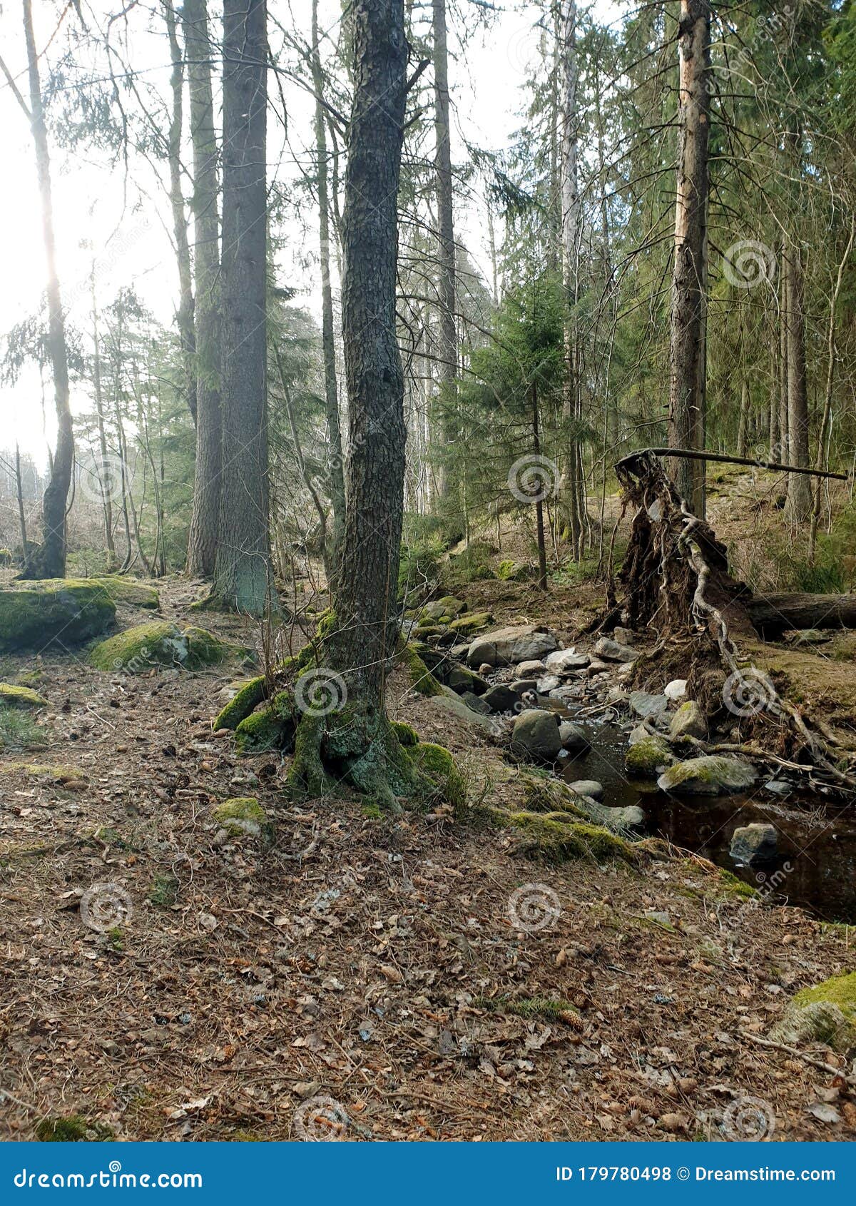 The norwegian forest stock photo. Image of purenature - 179780498