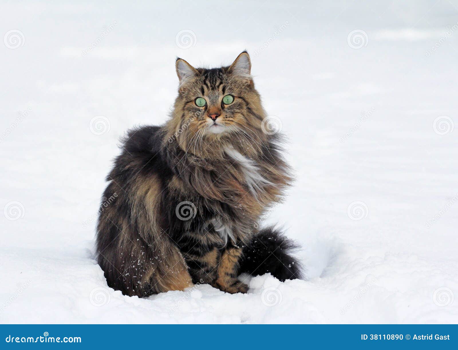 Norwegian forest cat stock photo. Image of healthy, enjoy - 38110890
