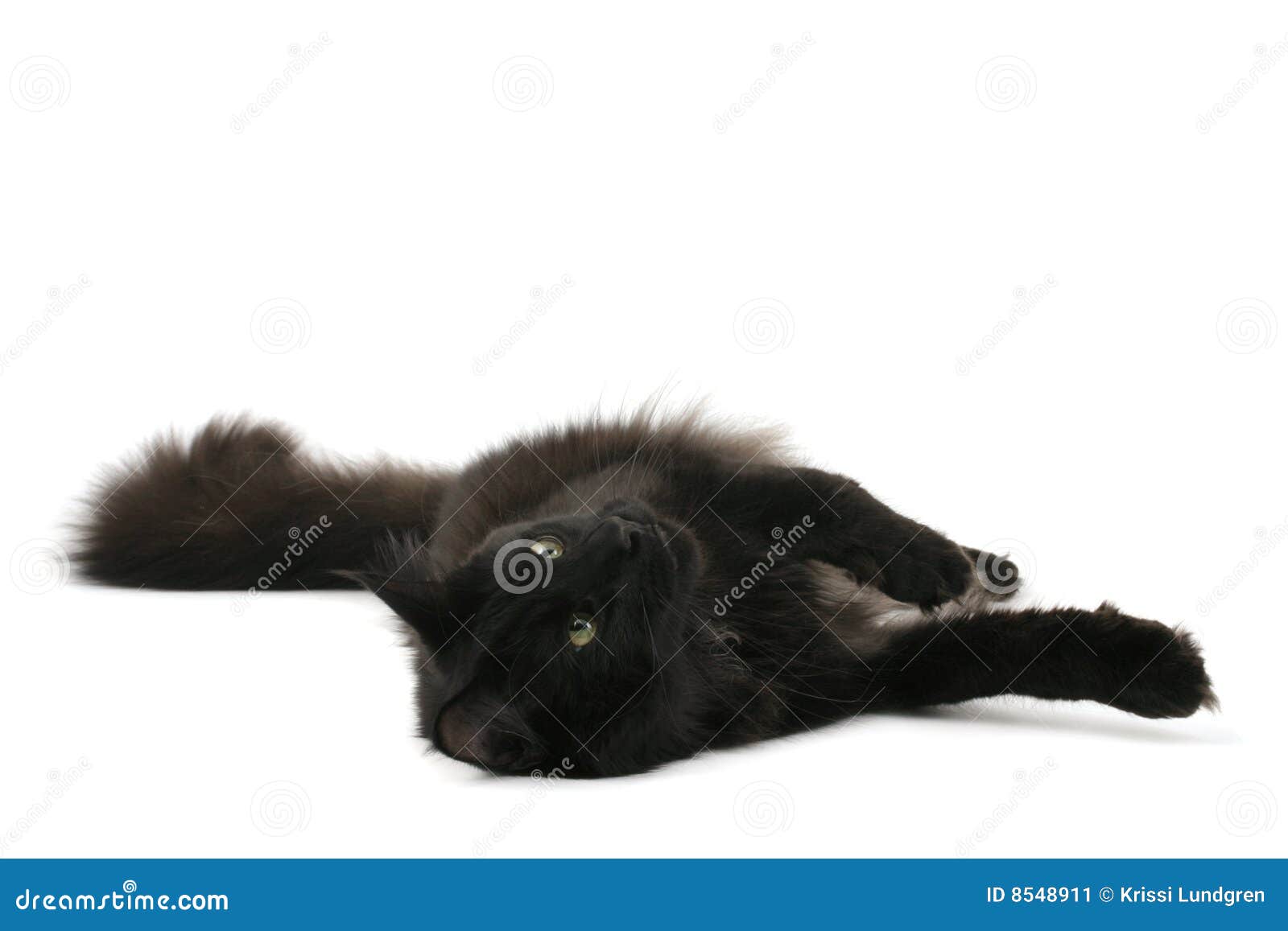 Norwegian Forest Cat stock image. Image of paws, alert - 8548911