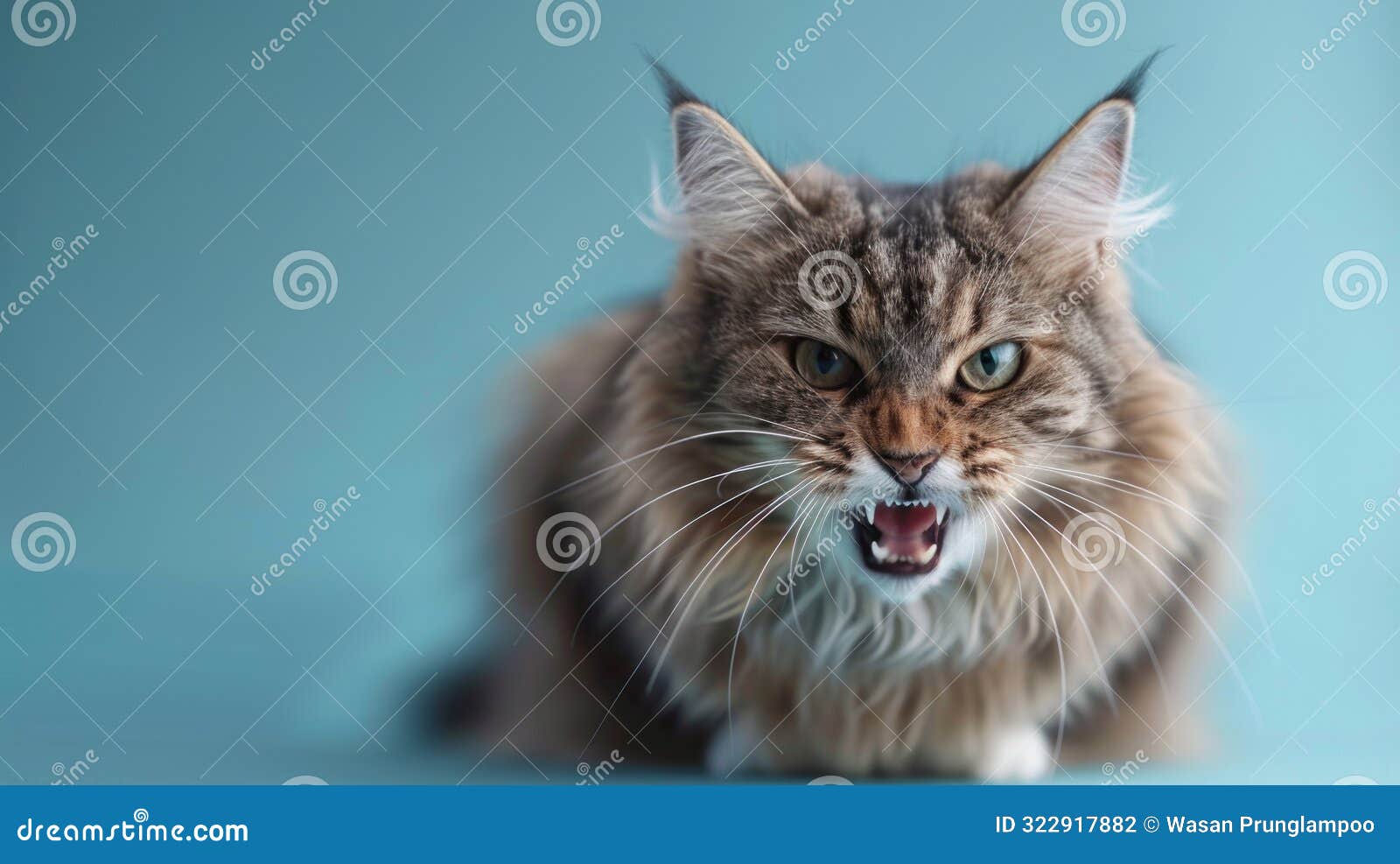 Norwegian Forest Cat, Angry Cat Baring Its Teeth, Studio Lighting ...