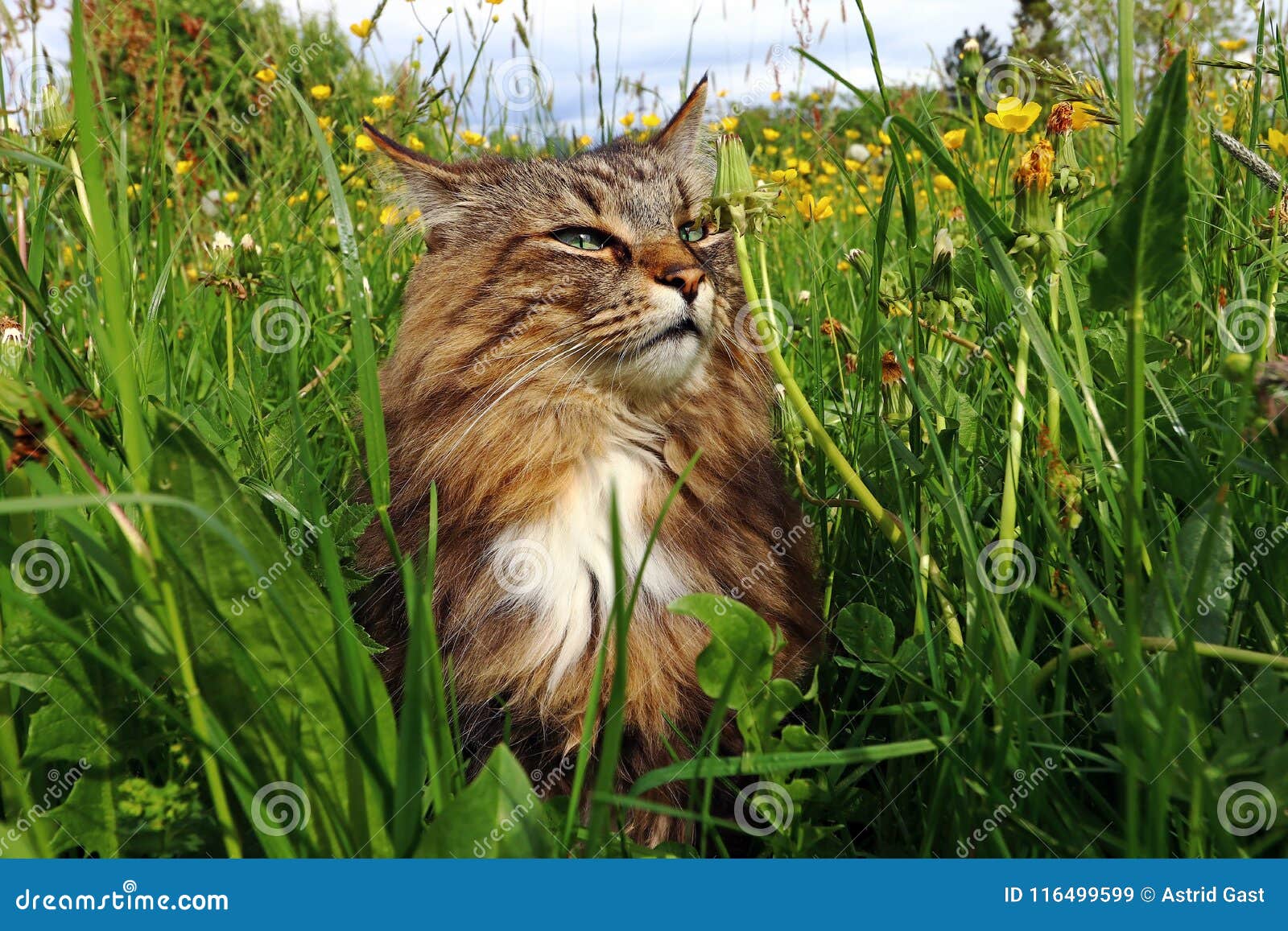 A Norwegian Forest Cat Enjoys the Sun in the High Grass Stock Image ...