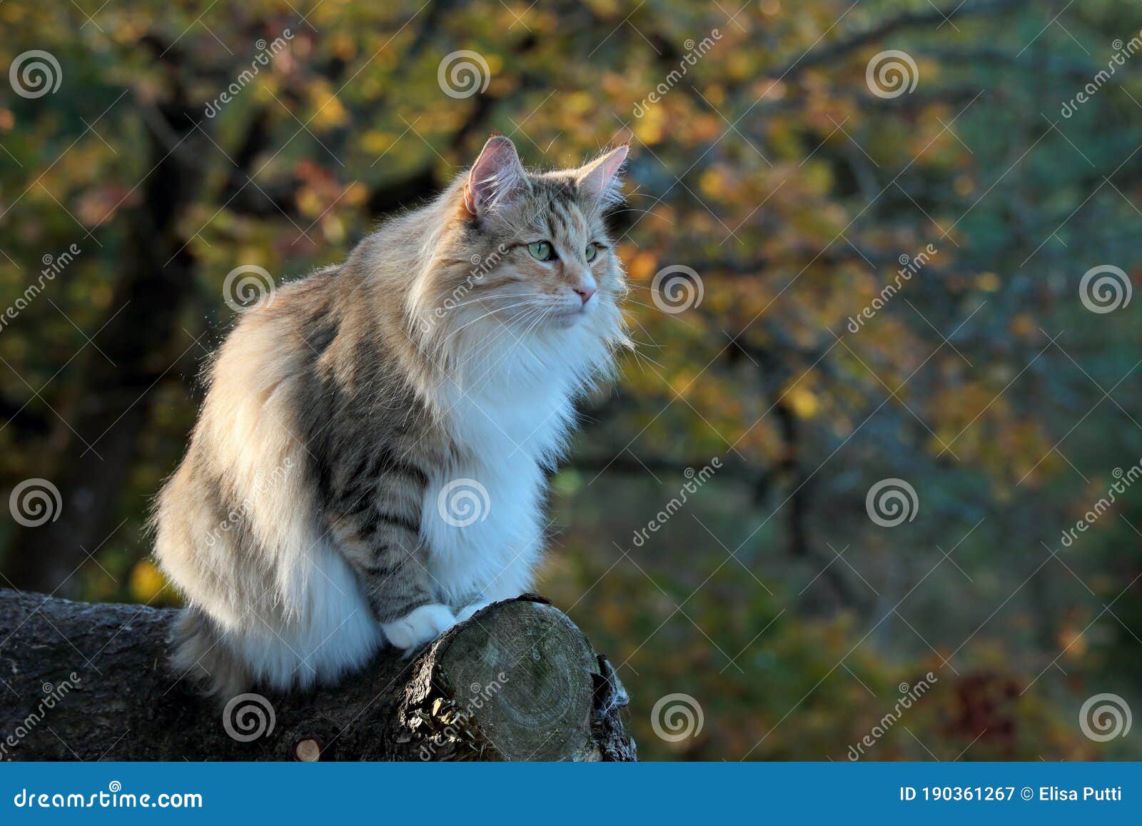 A Norwegian Forest Cat Female with Autumn Trees Stock Image - Image of ...