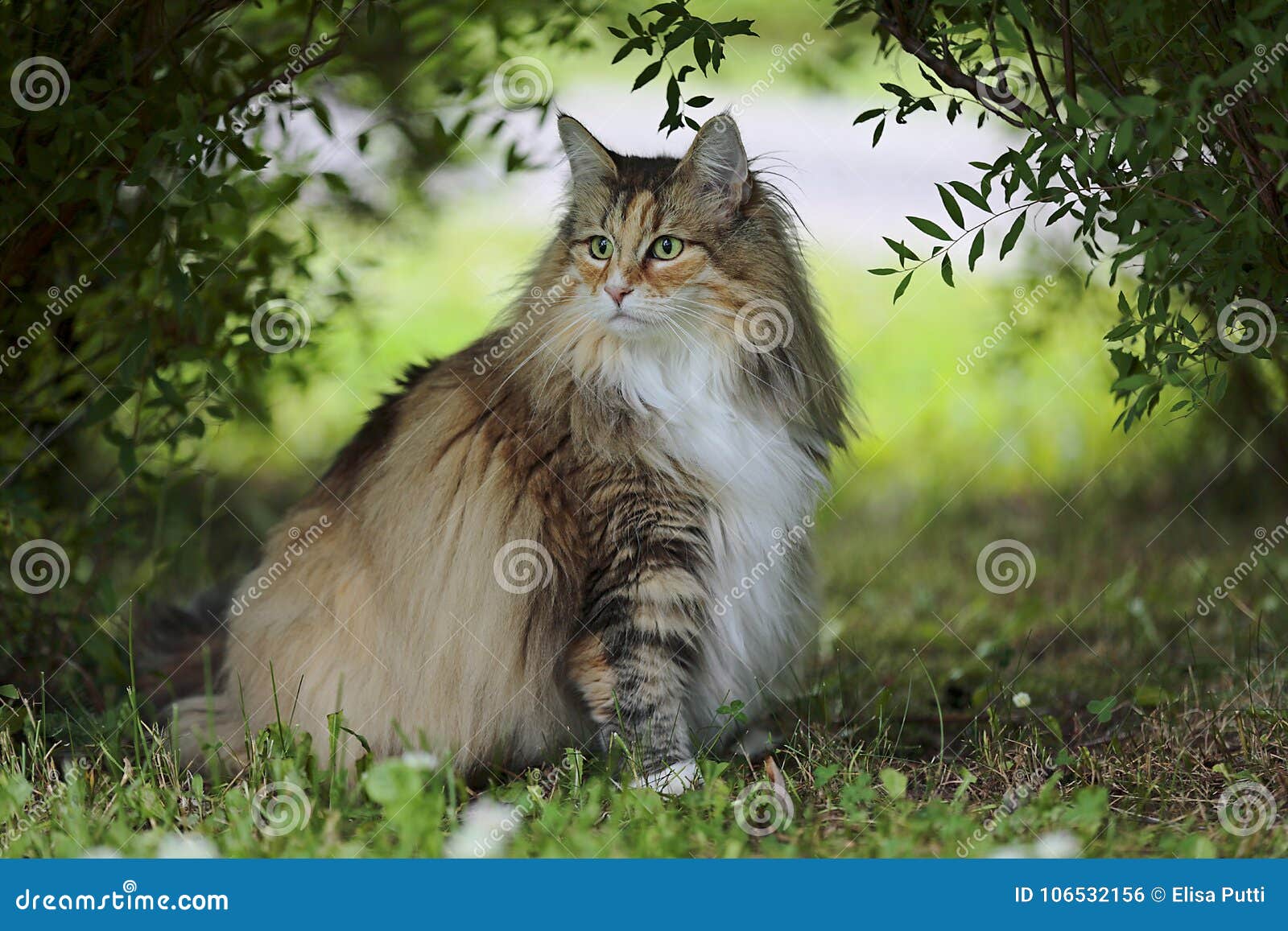 Norwegian Forest Cat Female Sits Under the Bushes Stock Photo - Image ...