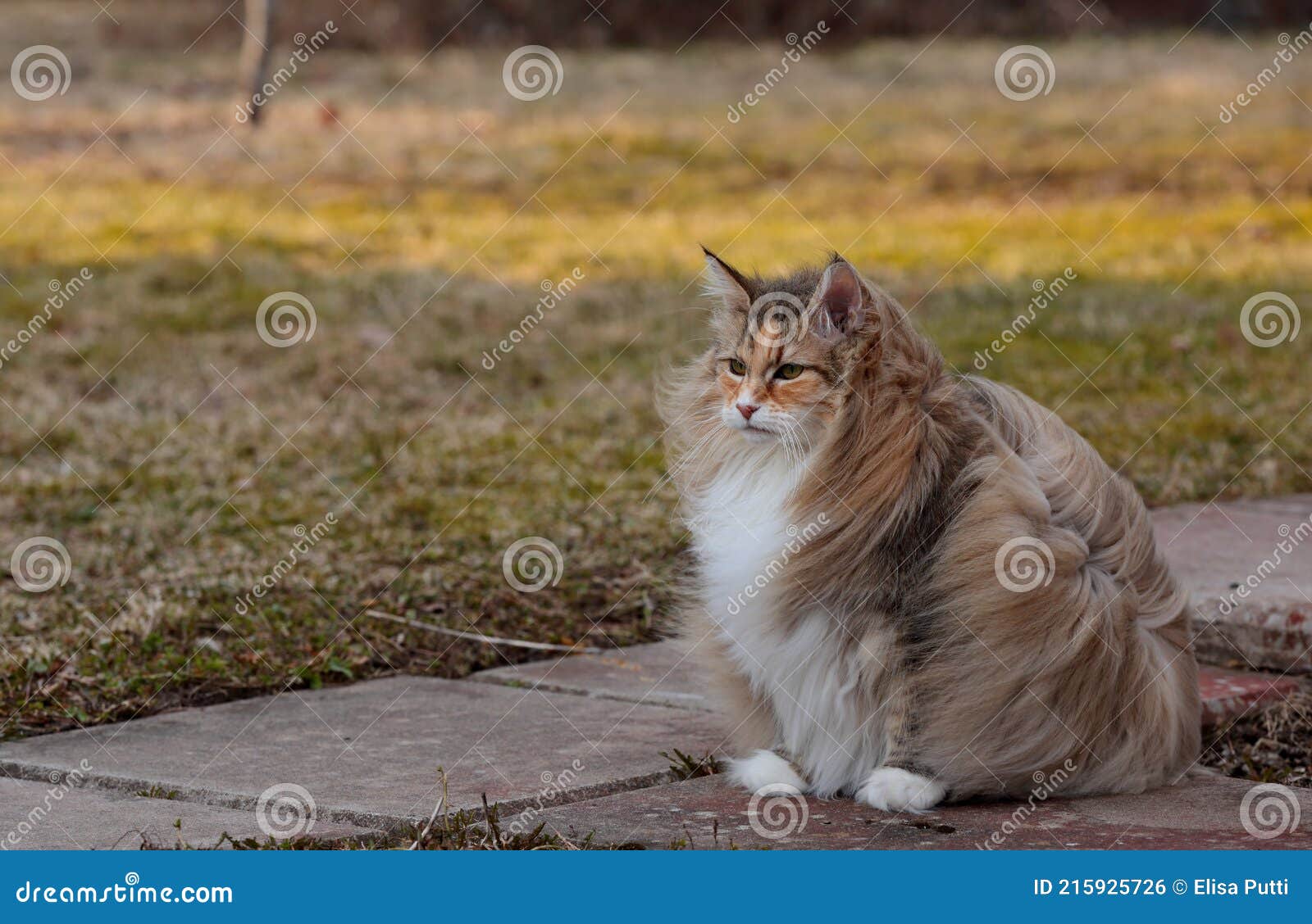 A Norwegian Forest Cat Outdoors on a Very Windy Day Stock Photo - Image ...