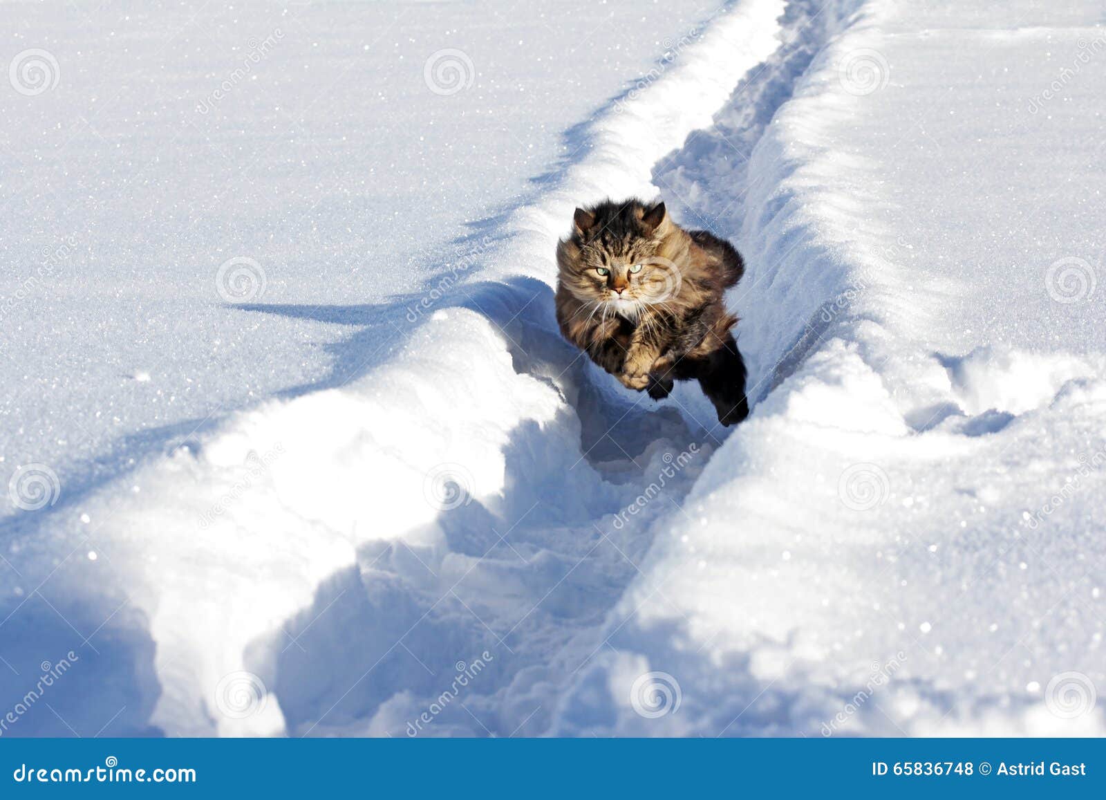 Norwegian Forest Cat Runs Quickly through the Snow Stock Photo - Image ...