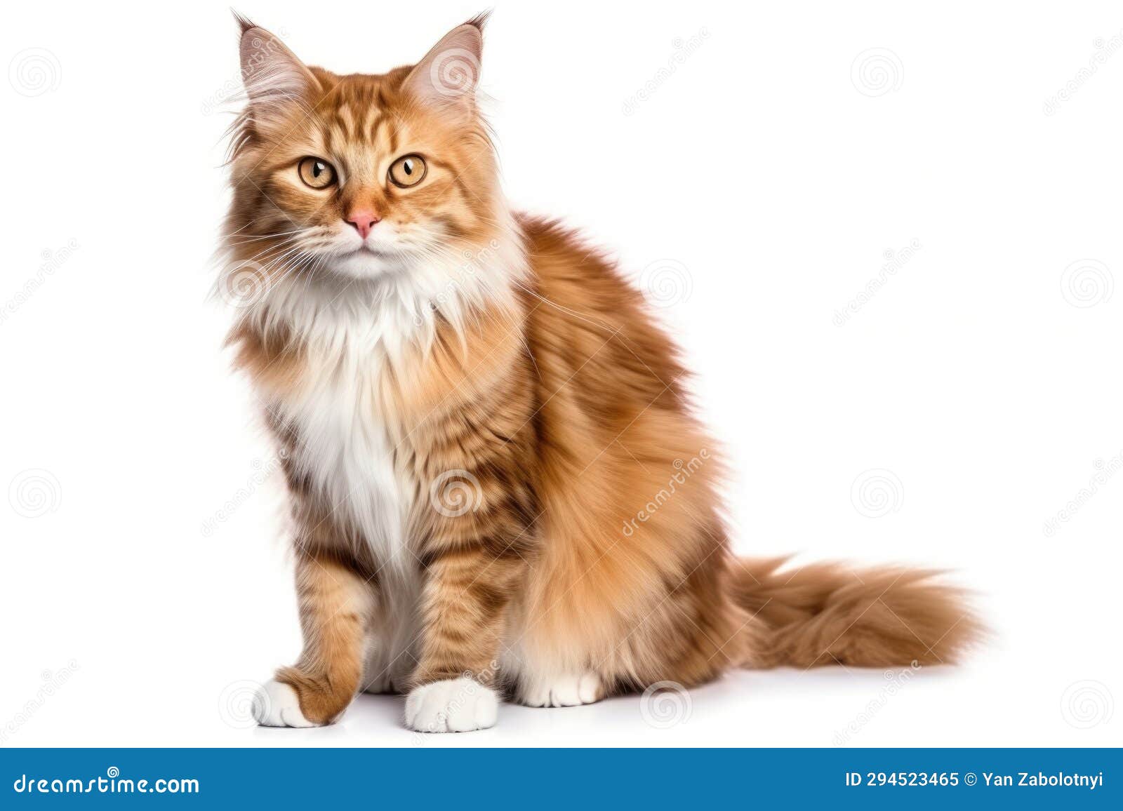 Norwegian Forest Cat Cat Stands on a White Background Stock ...