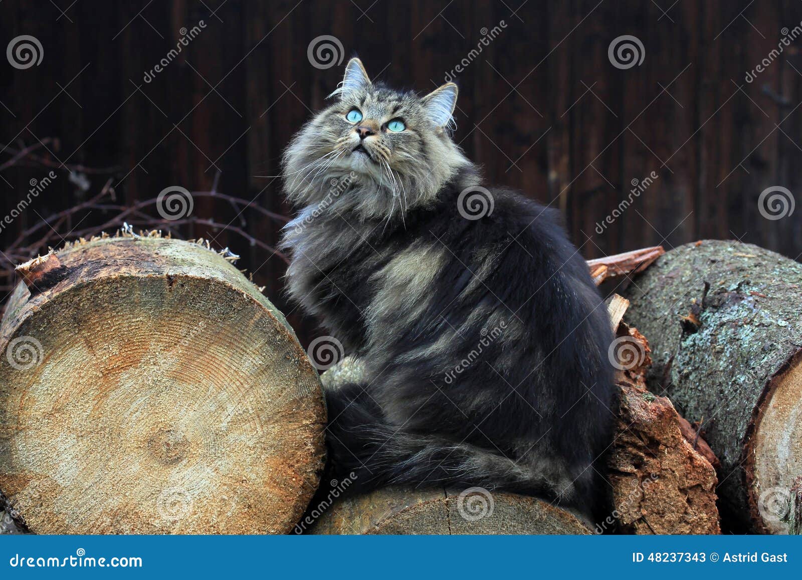 Norwegian Forest Cat stock image. Image of beautiful - 48237343