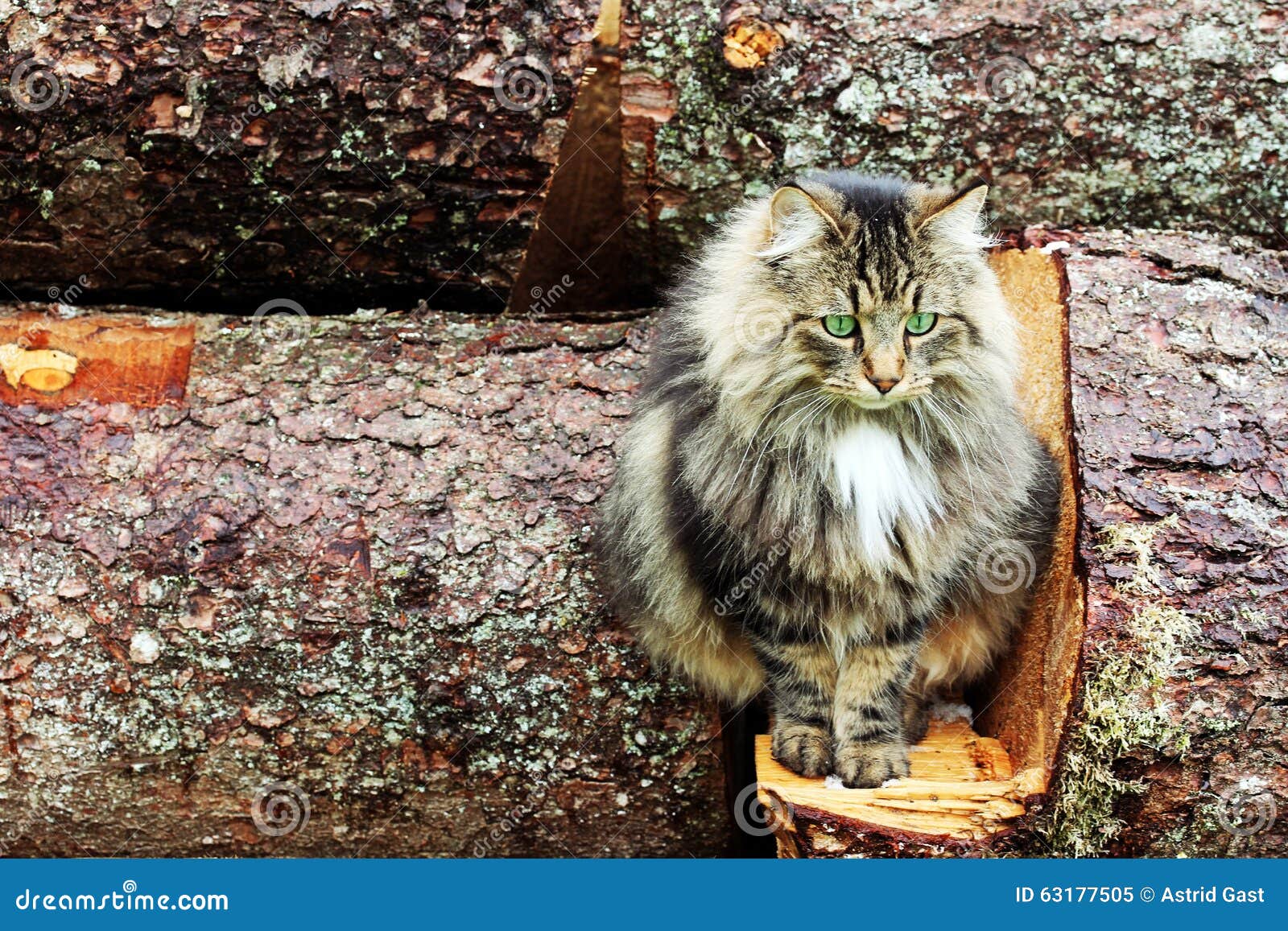 Norwegian Forest Cat on Tree Trunks Stock Image - Image of playful ...