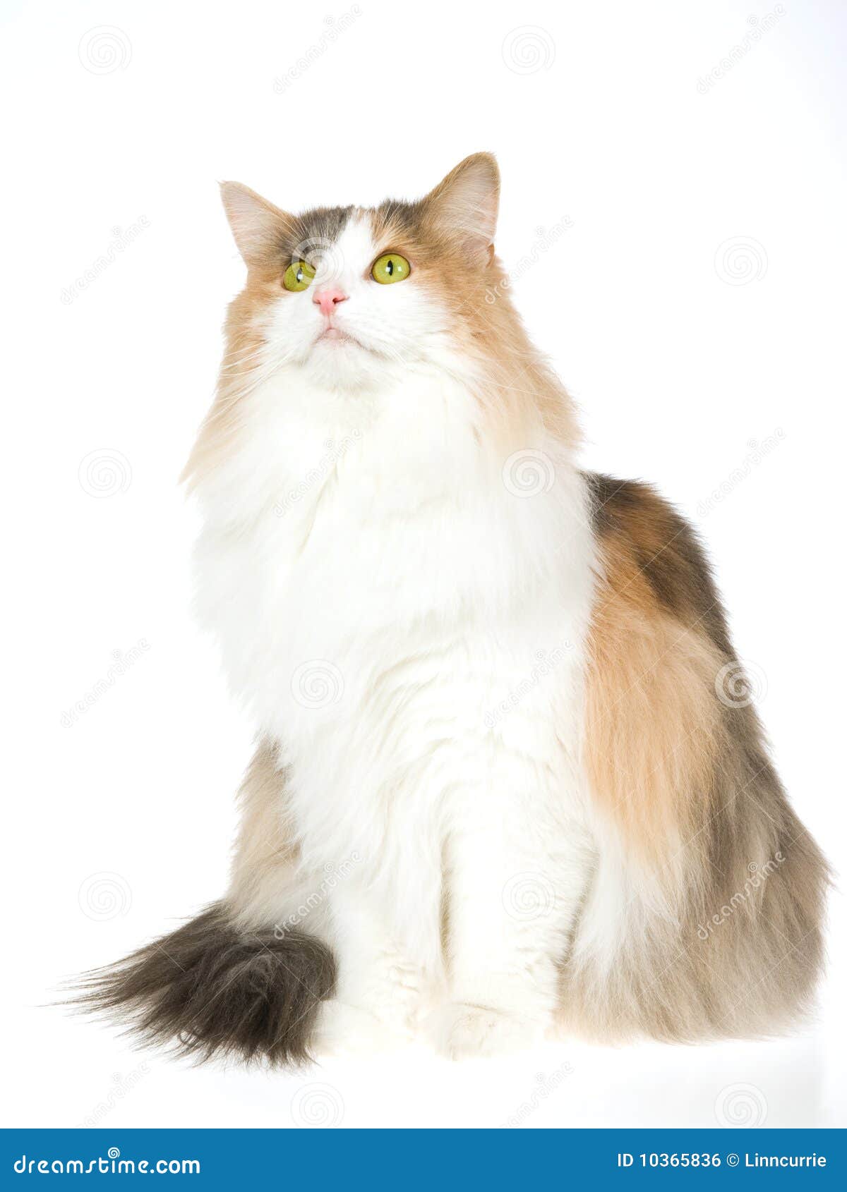 Calico Norwegian Forest Kitten