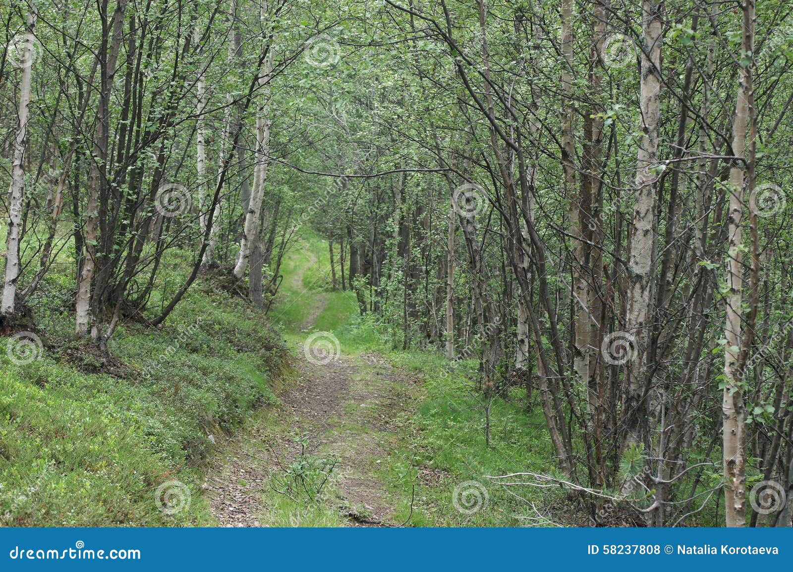 Norwegian forest stock photo. Image of tree, norwegian - 58237808