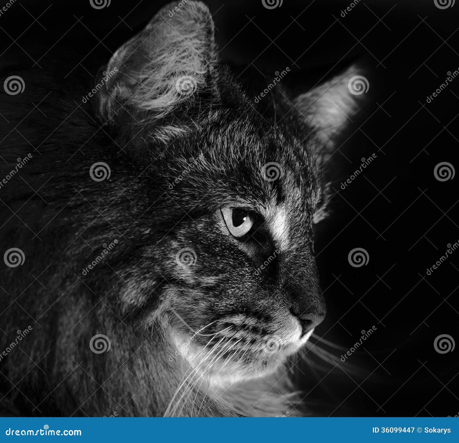 Norwegian forests cat stock image. Image of longhairs - 36099447
