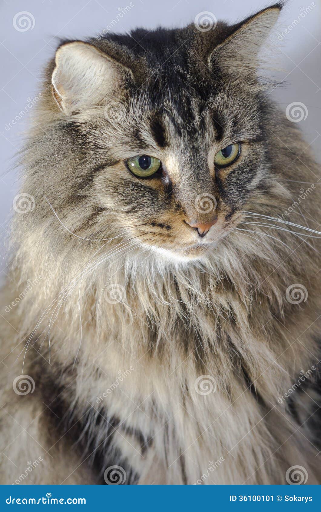 Norwegian forests cat stock image. Image of skogkatt - 36100101