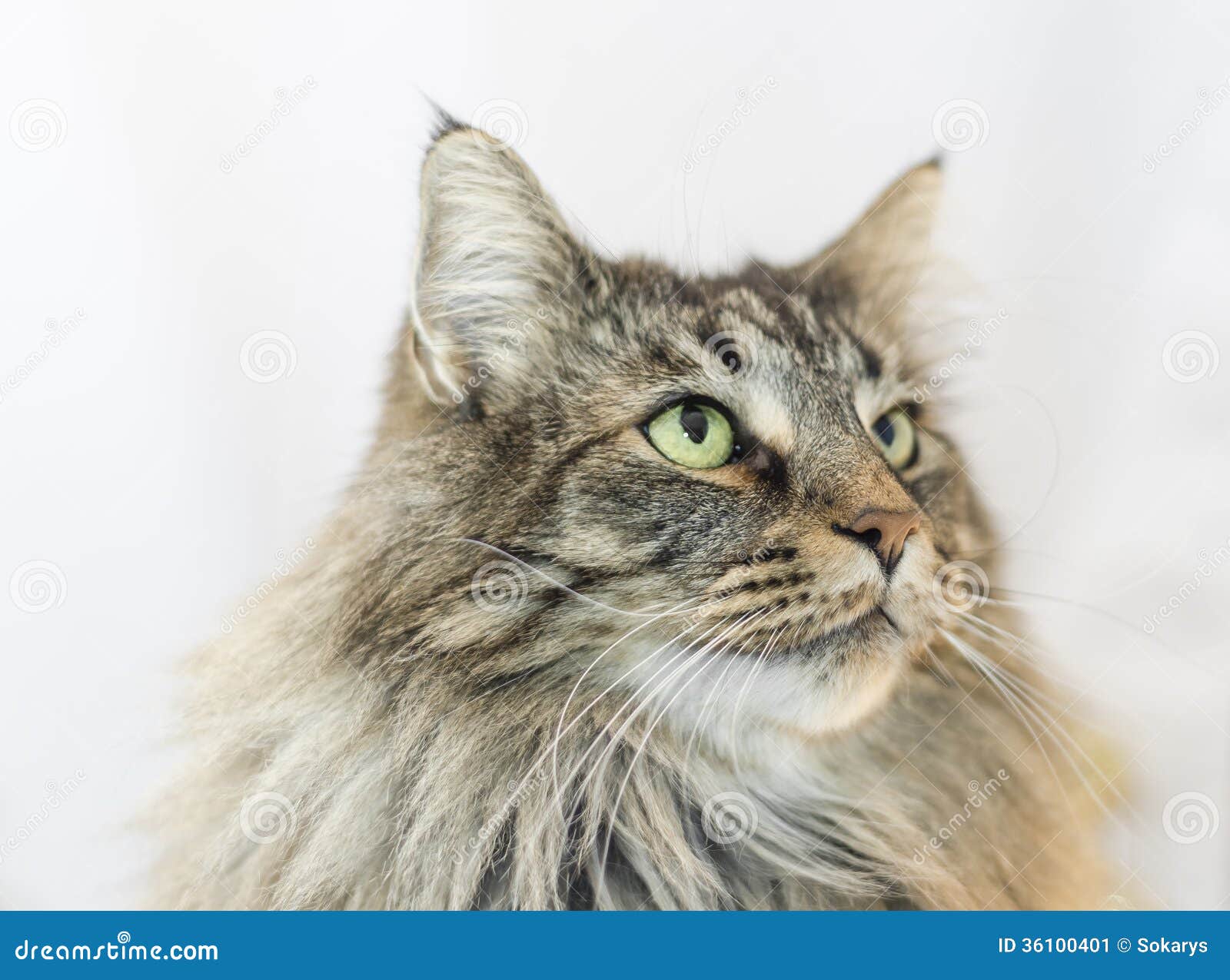 Norwegian forests cat stock image. Image of domestic - 36100401