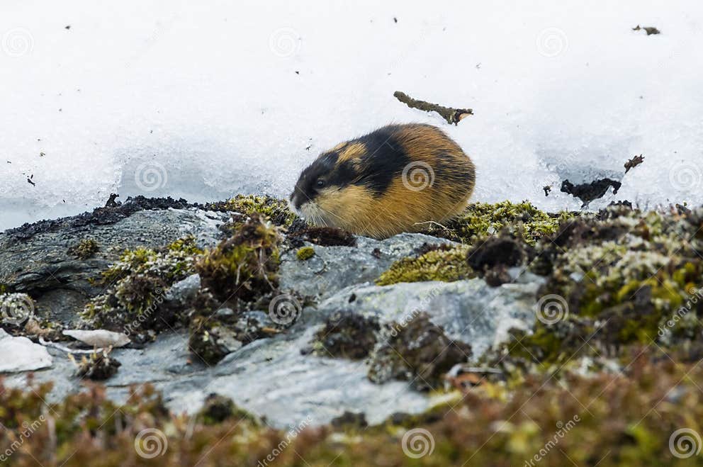 Norwegian lemming stock photo. Image of lemming, snow - 28922220