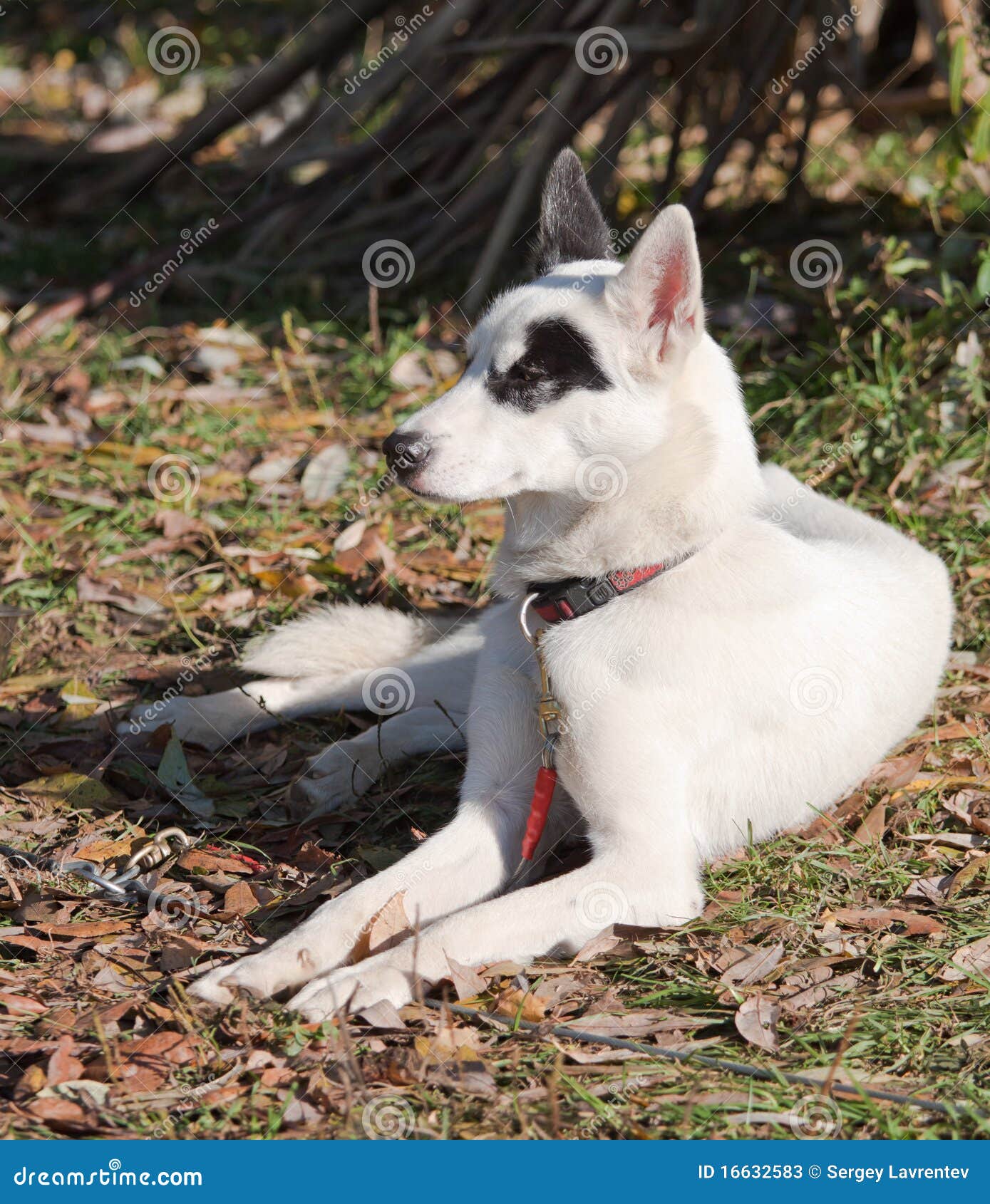 Norwegian metis stock image. Image of animals, sleddogs - 16632583