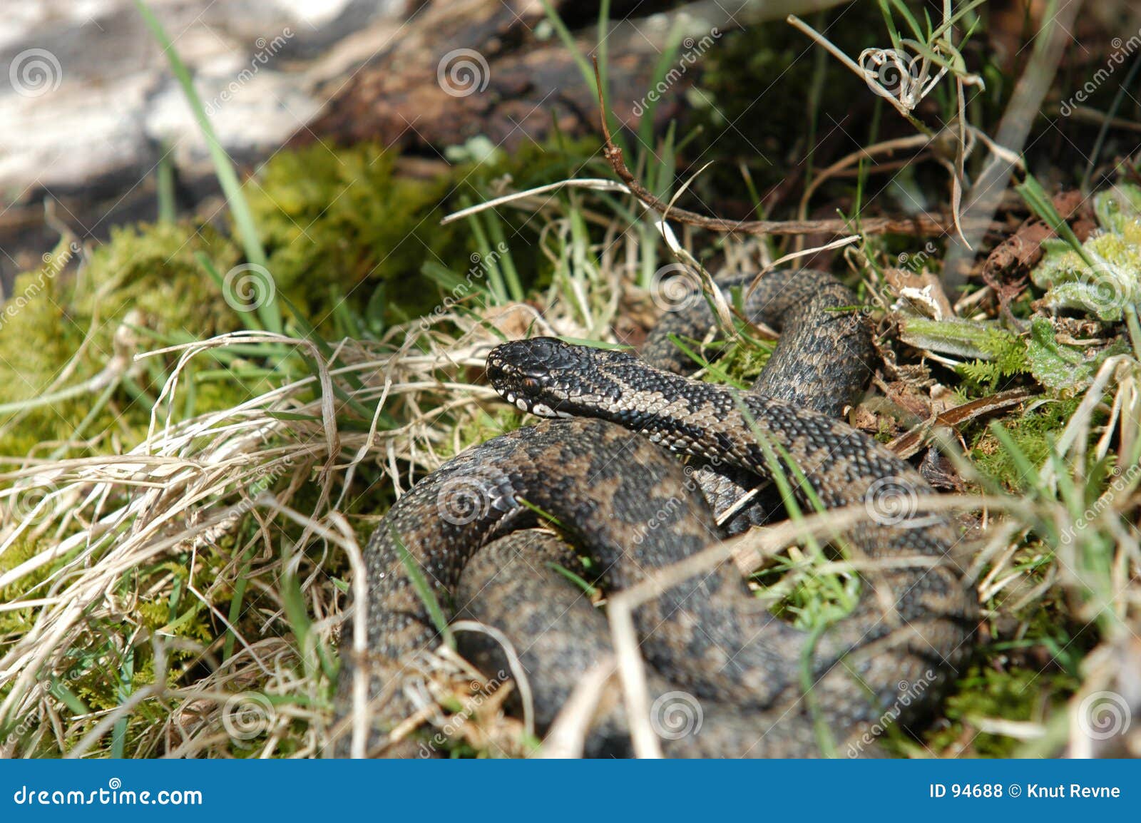 Norwegian snake stock photo. Image of head, nose, snake - 94688