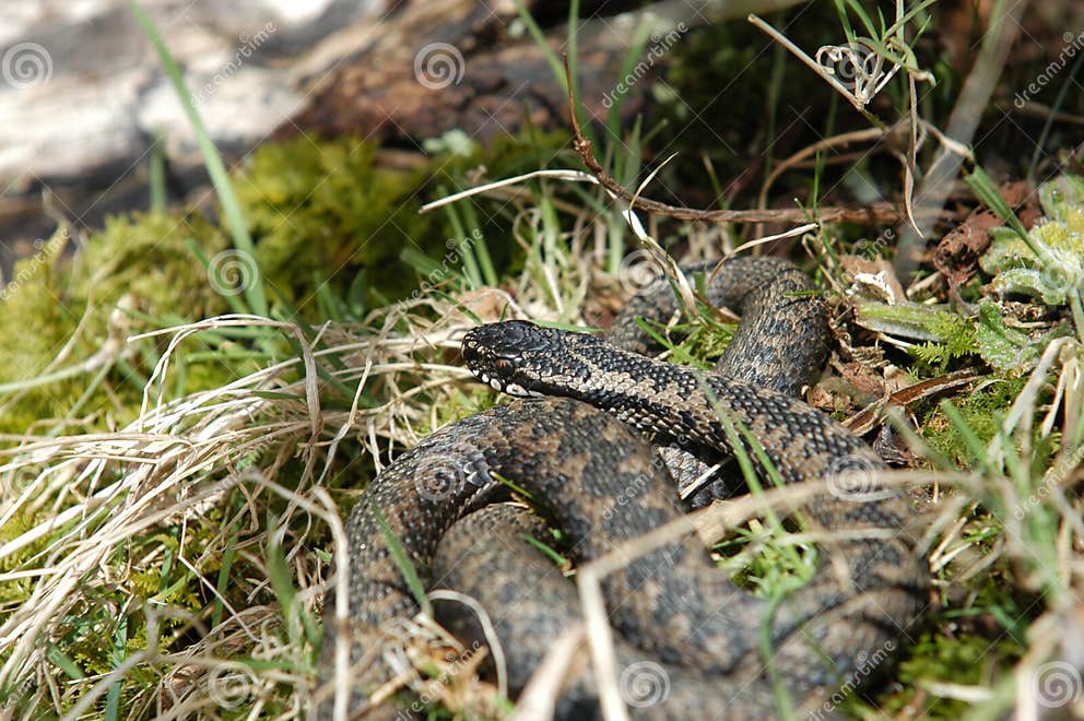 Norwegian snake stock photo. Image of head, nose, snake - 94688