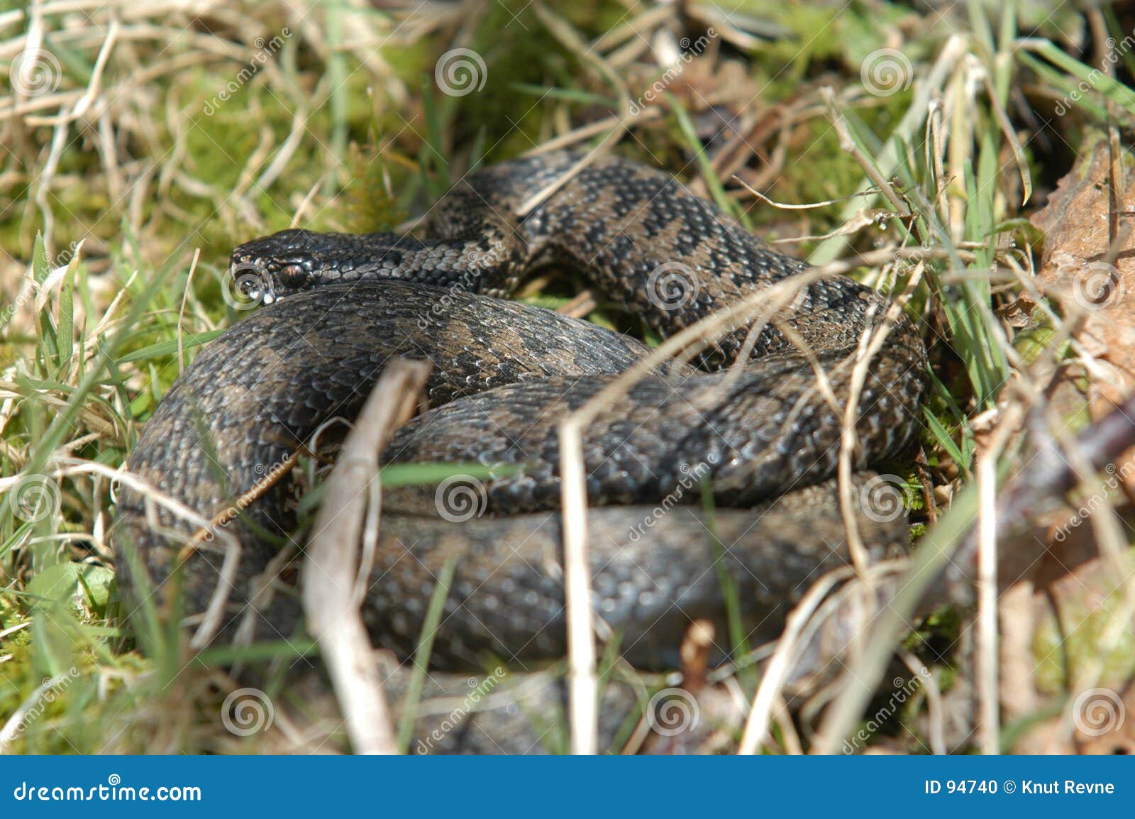 Norwegian snake stock photo. Image of wildlife, nose, viper - 94740