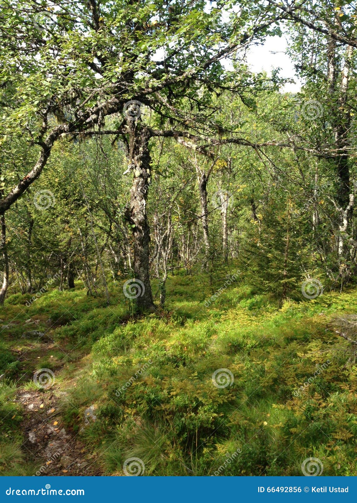 Norwegian Treeline Stock Photos - Free & Royalty-Free Stock Photos from ...