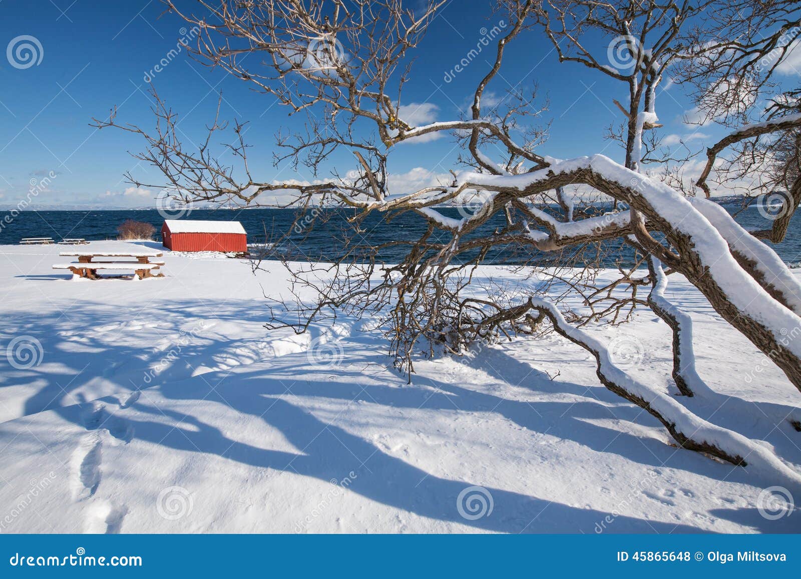 Norwegian Winter Fjord Landscape with Tree Stock Photo - Image of ...