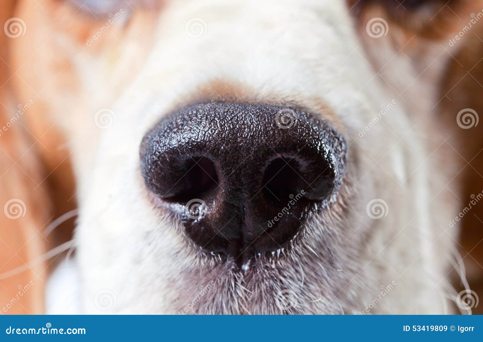 Nose of a beagle stock image. Image of breathe, snout - 53419809