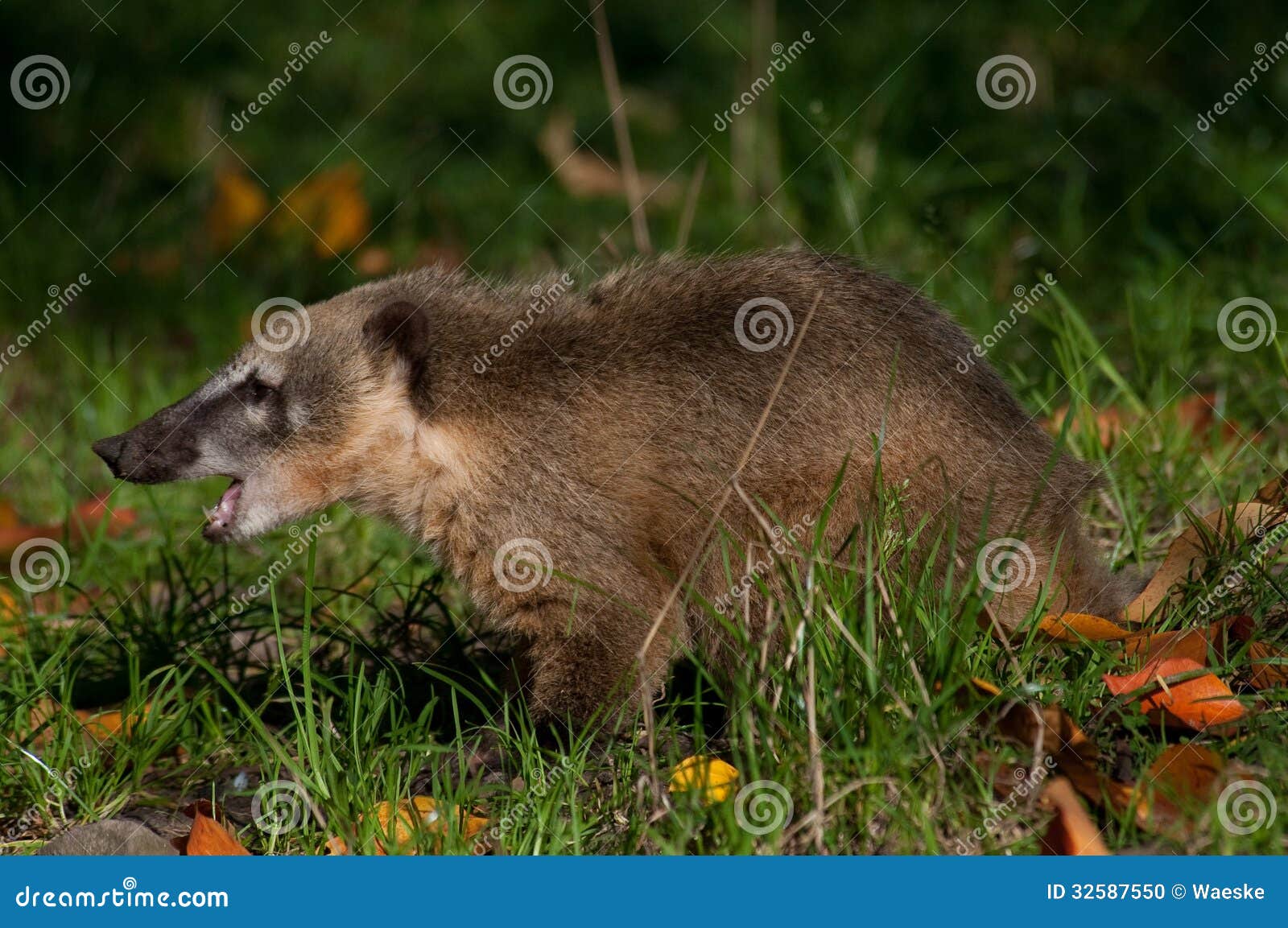 Nose bear stock photo. Image of animals, bear, nasenbacurren - 32587550