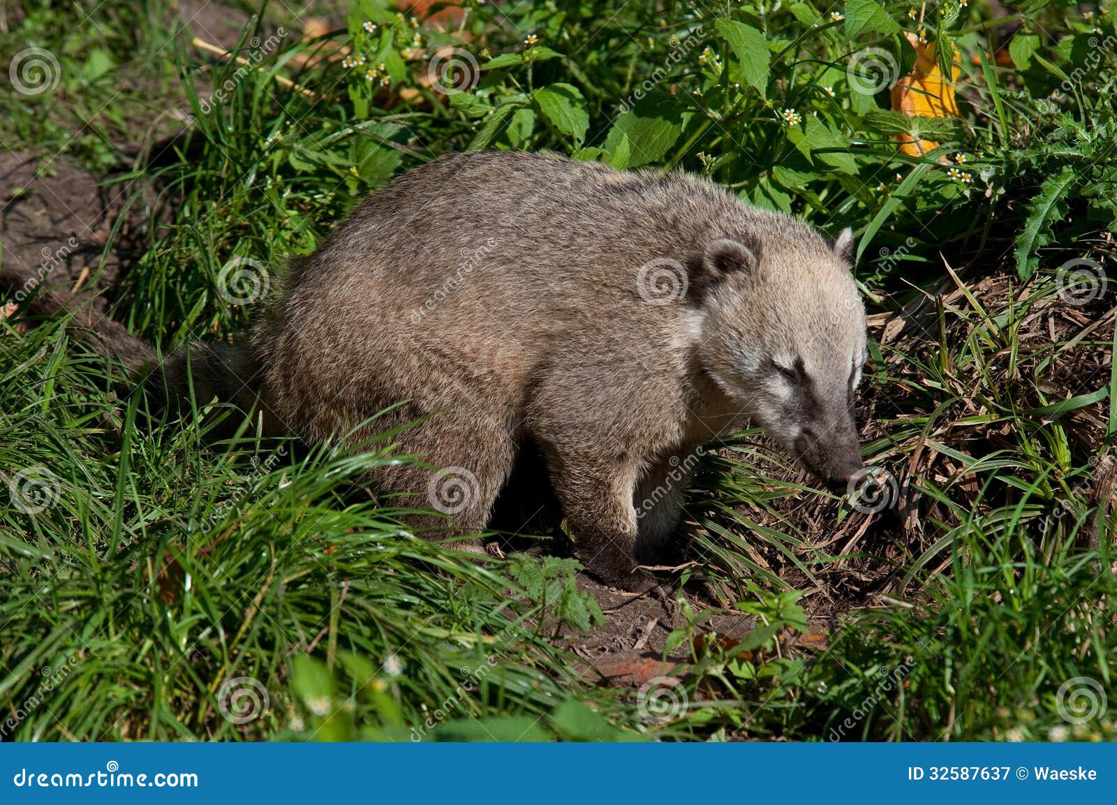 Nose bear stock image. Image of animal, grass, portrait - 32587637