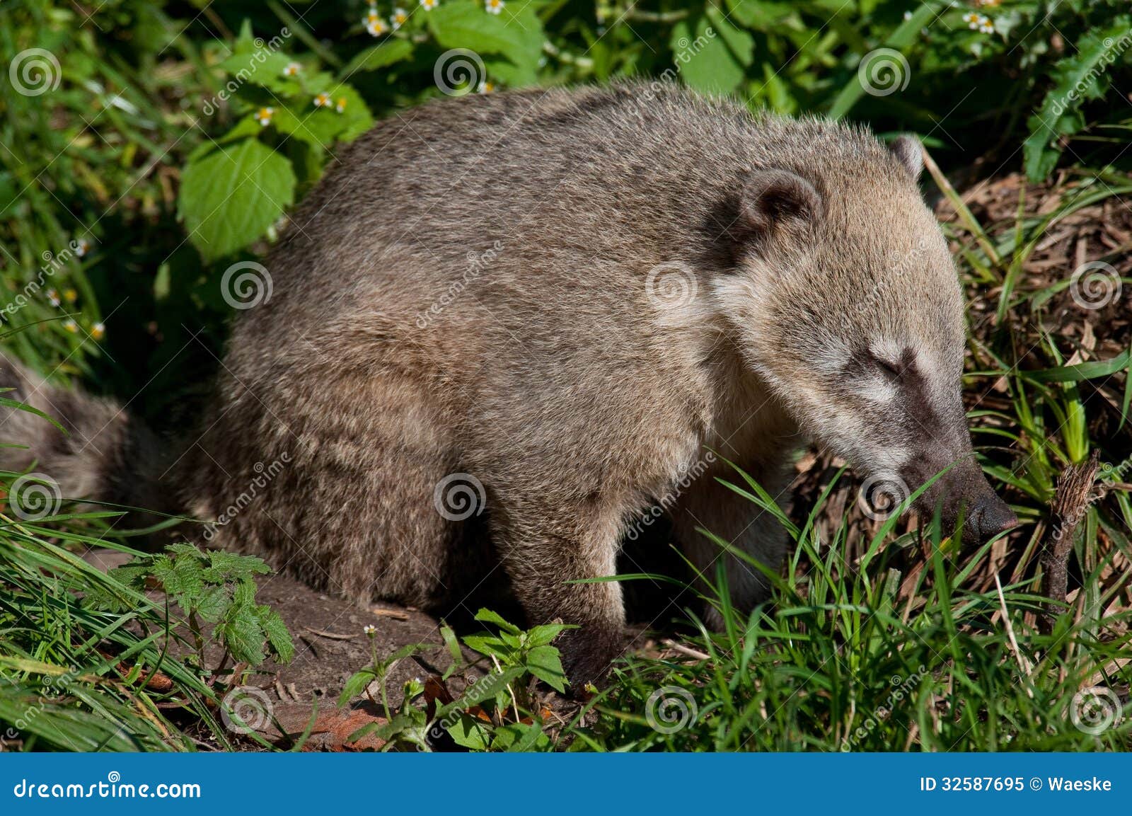Nose bear stock image. Image of mammal, snout, mustelidae - 32587695