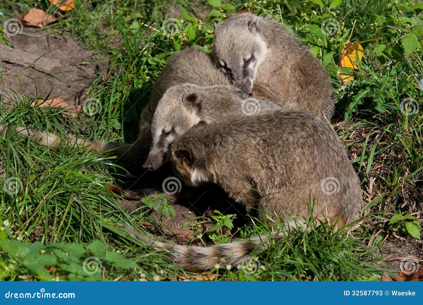 Nose bear stock image. Image of nose, procyonidae, bears - 32587793