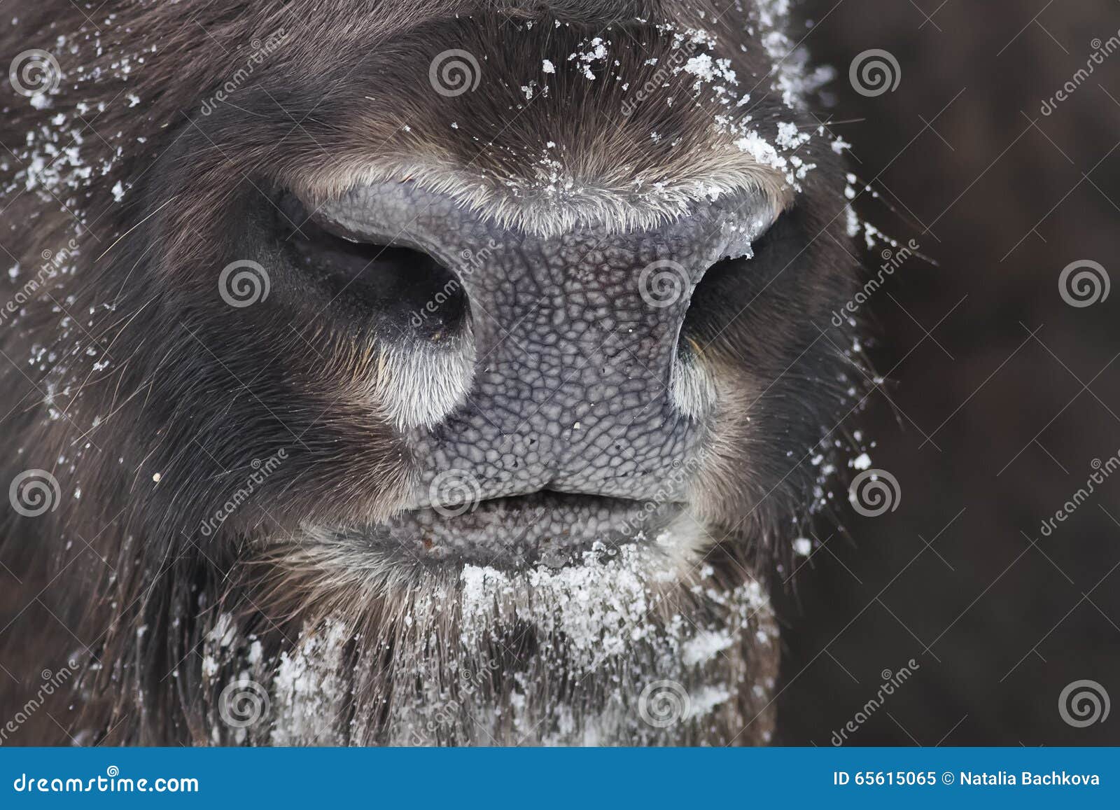 Nose bison close up stock image. Image of vapor, frost - 65615065