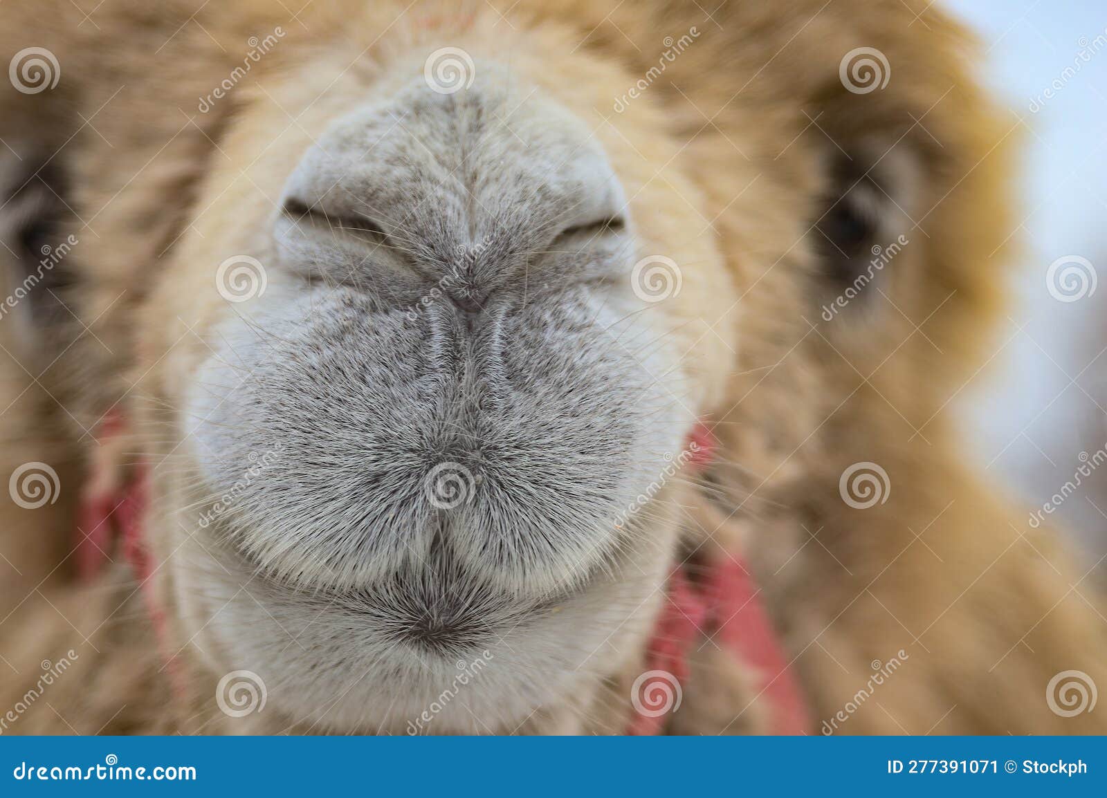 The Nose of a Camel in Close-up. Gray and Brown Color Stock Image ...