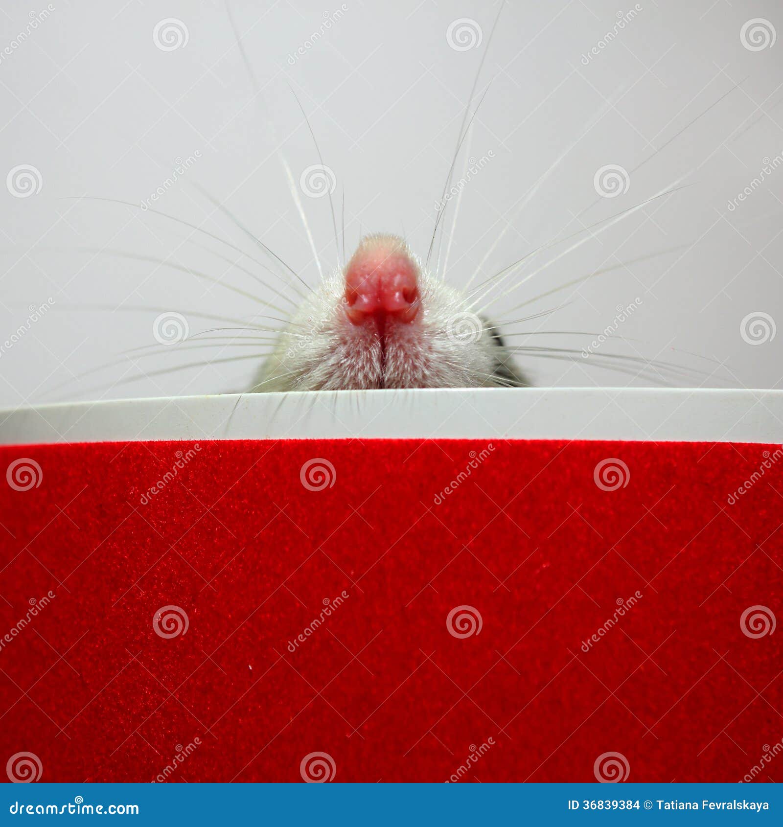 Nose decorative rat stock photo. Image of pupil, animal - 36839384