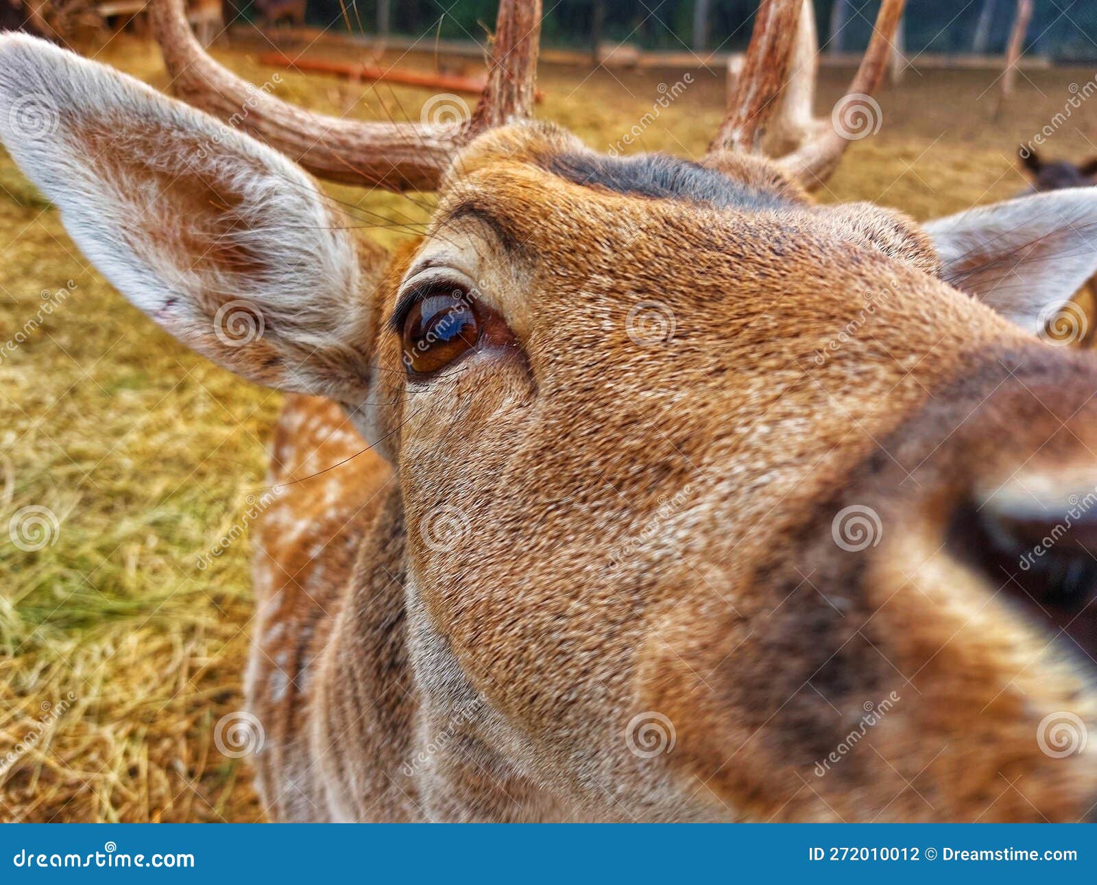 Nose of the deer stock photo. Image of mane, bovine - 272010012
