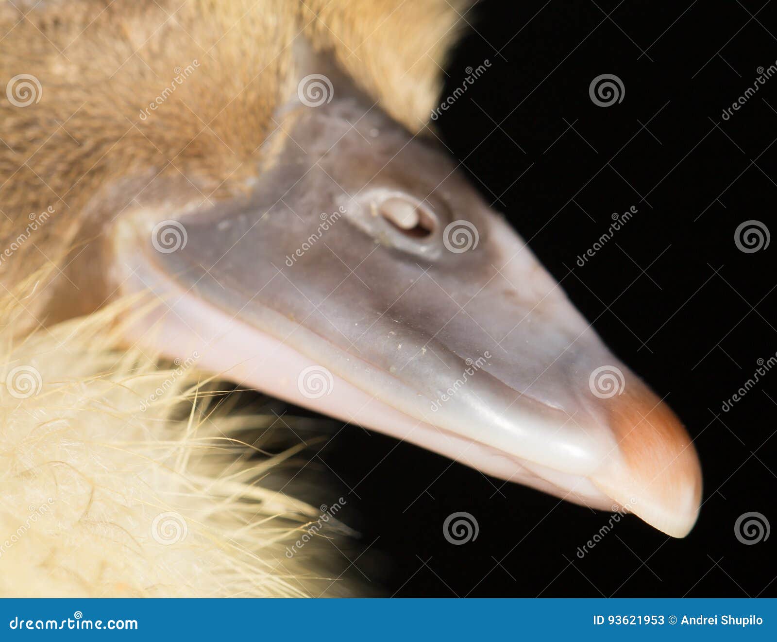 Nose duckling. close stock image. Image of peace, head - 93621953