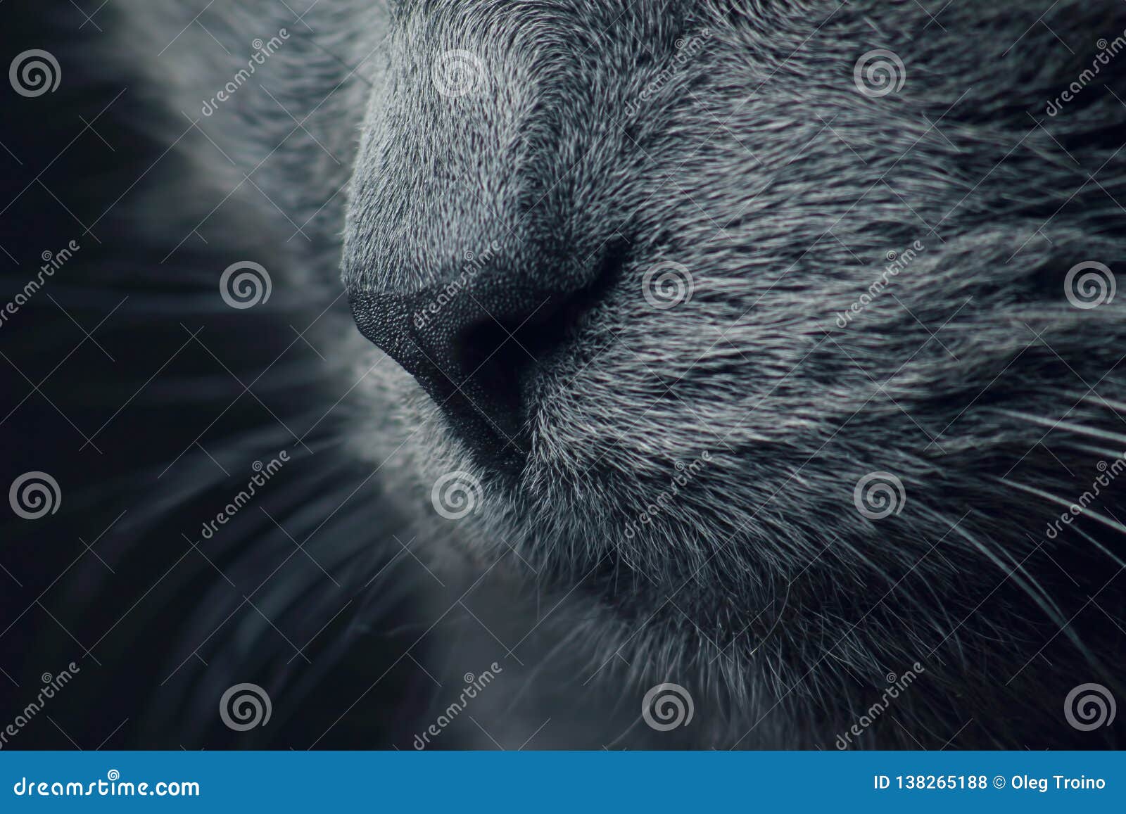 Close Up Macro View Of Human Skull Bone Showing The Anatomy Of Orbital ...