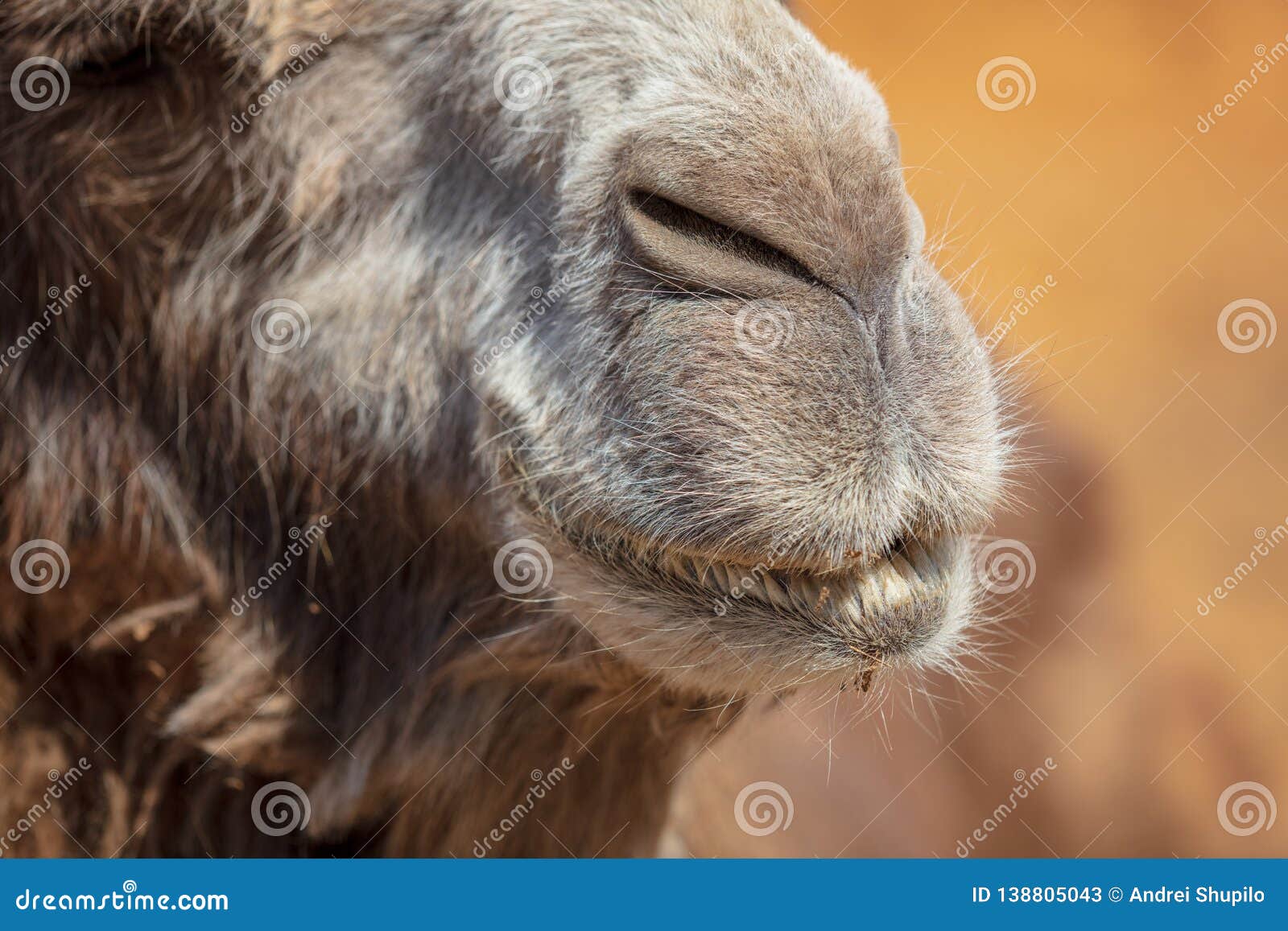 Nose on the Head at the Camel at the Zoo Stock Image - Image of arabian ...