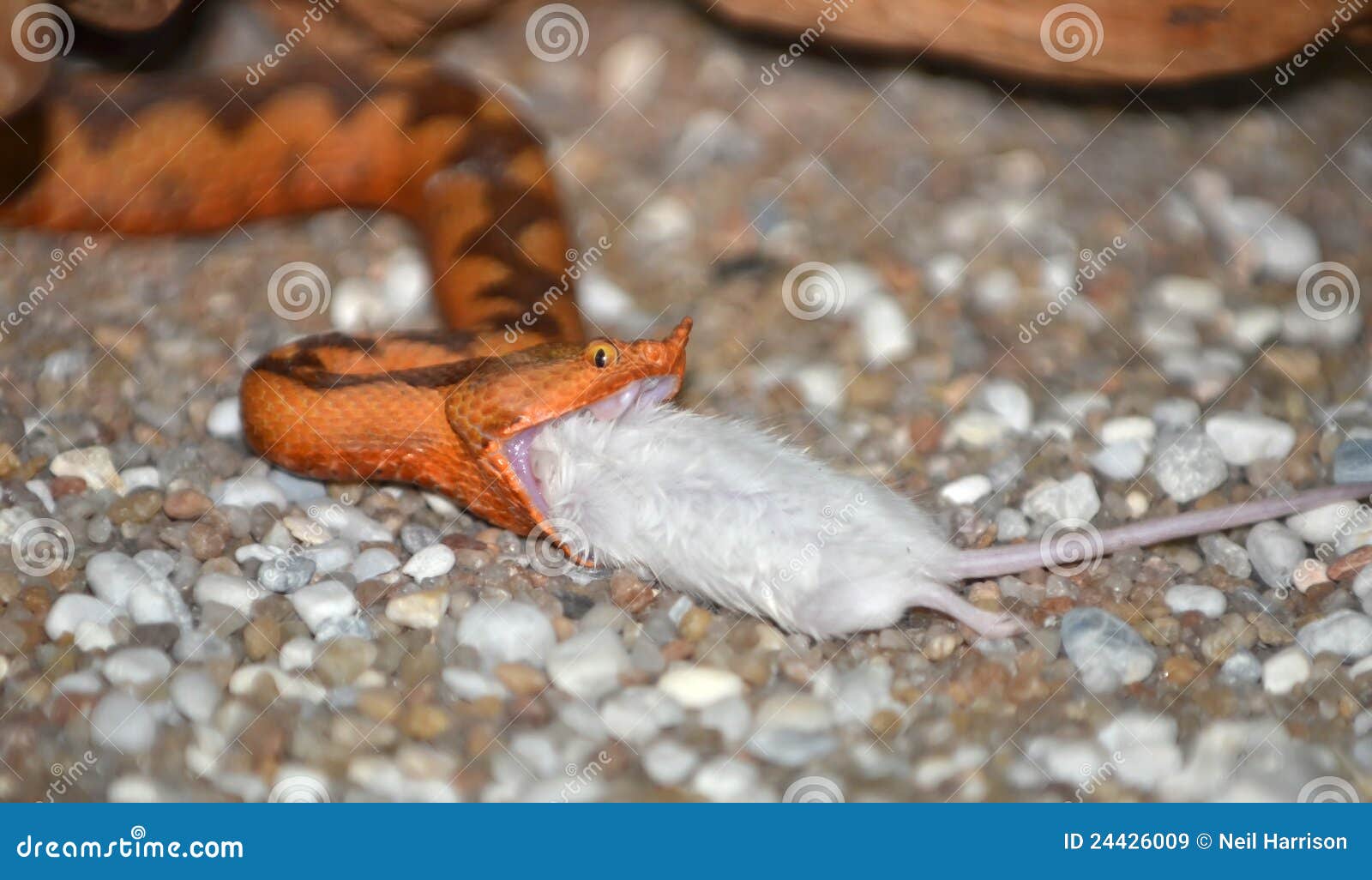 Nose-horned viper stock image. Image of venomous, prey - 24426009