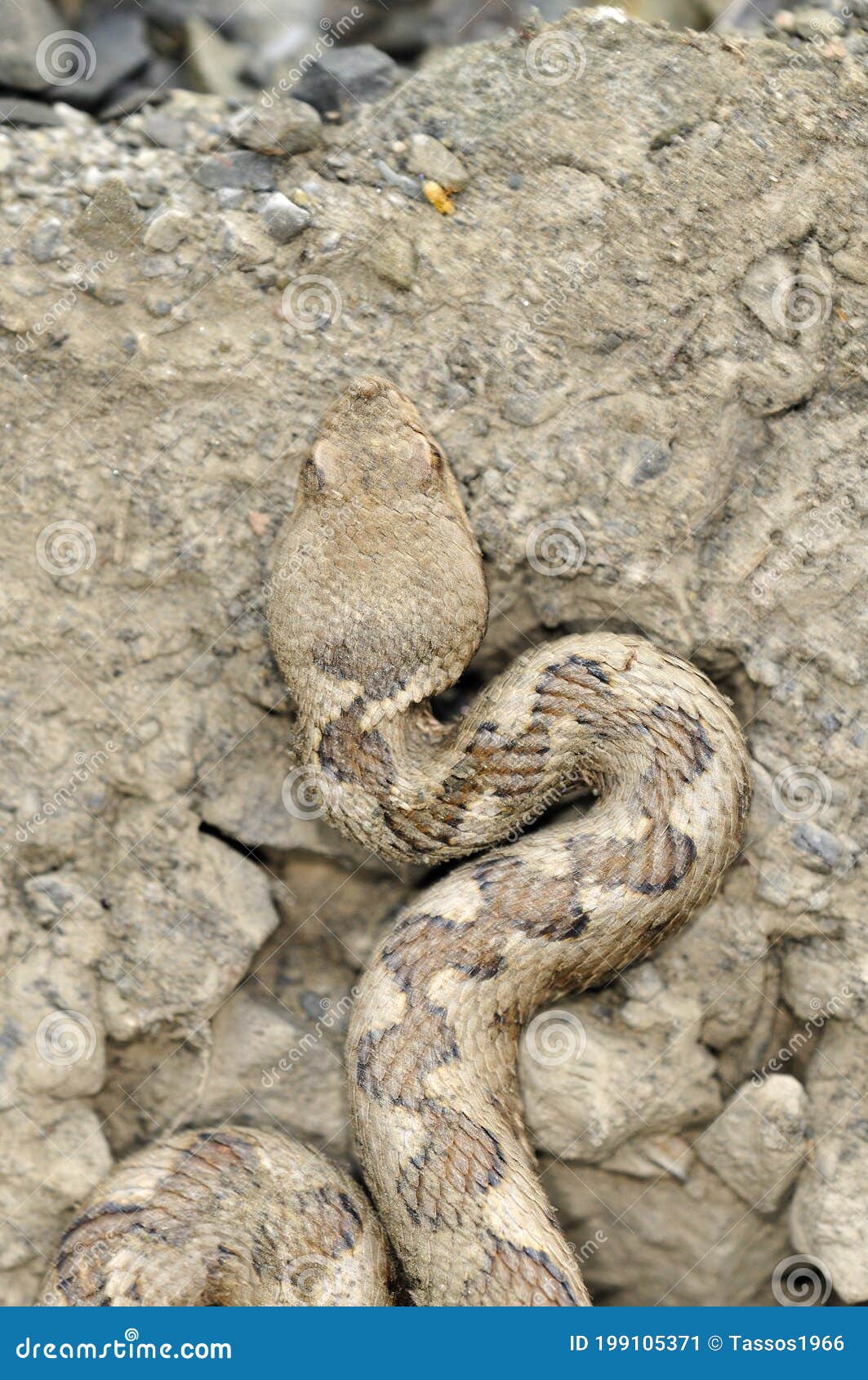 Nose-horned viper, Greece stock image. Image of life - 199105371