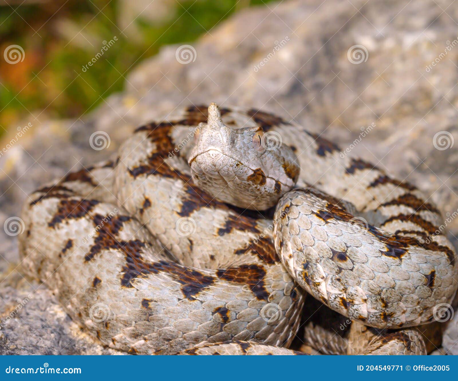 Nose Horned Viper, Vipera Ammodytes Stock Image - Image of national ...