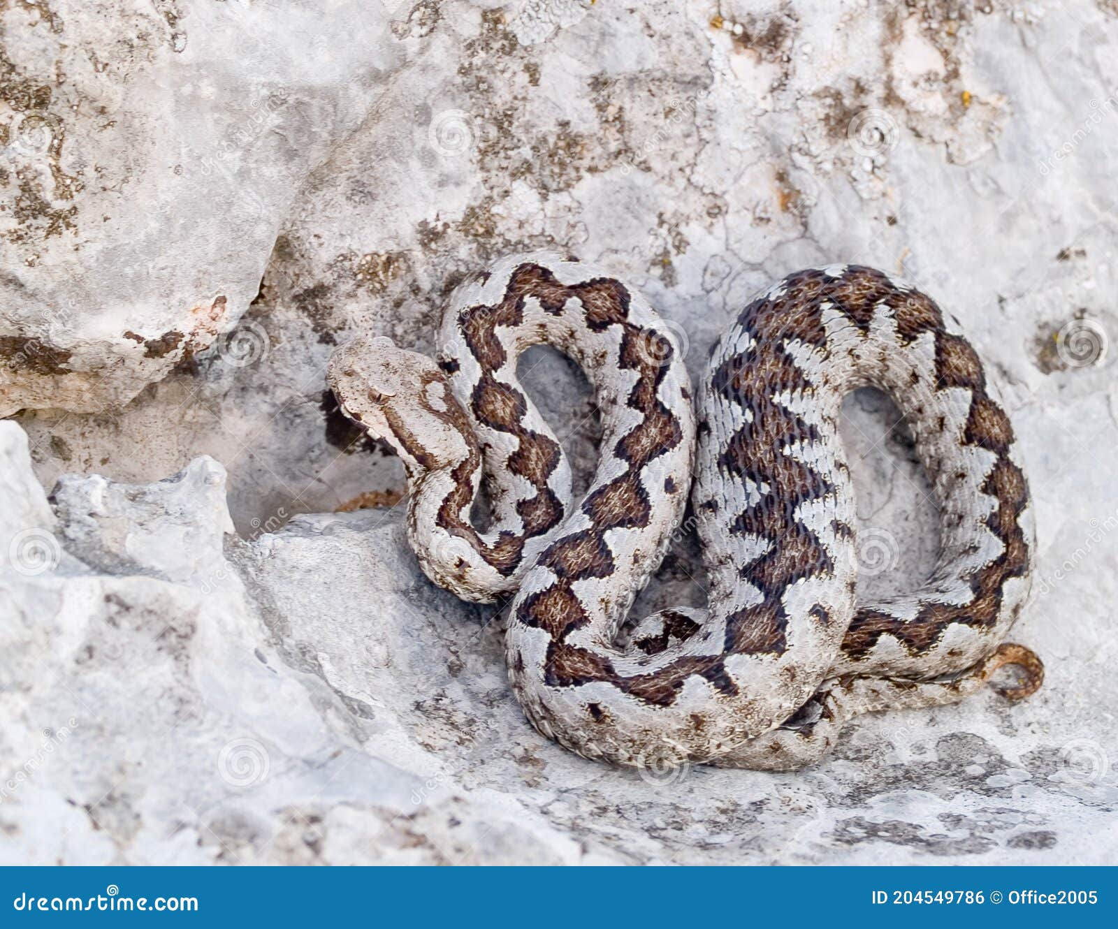 Nose Horned Viper, Vipera Ammodytes Stock Photo - Image of balkan ...
