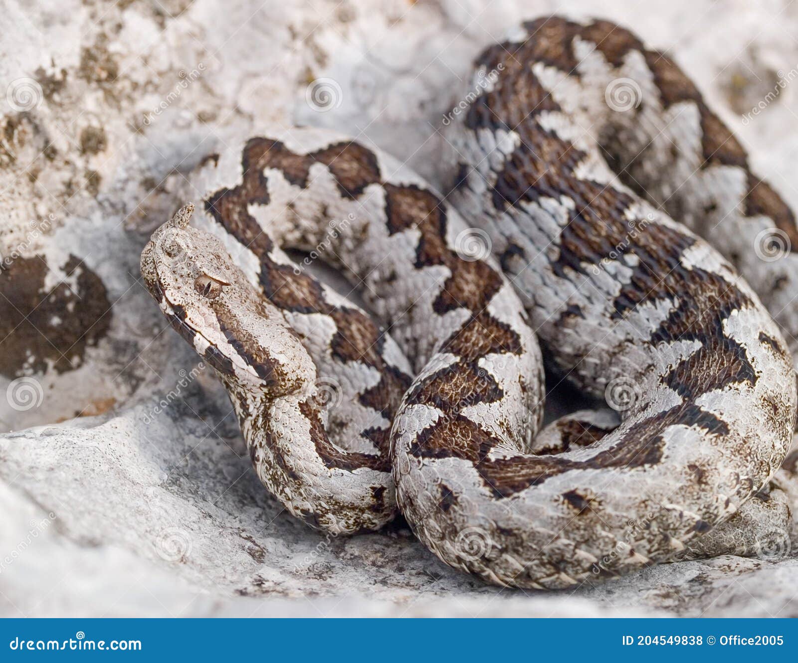 Nose Horned Viper, Vipera Ammodytes Stock Photo - Image of europe, wild ...