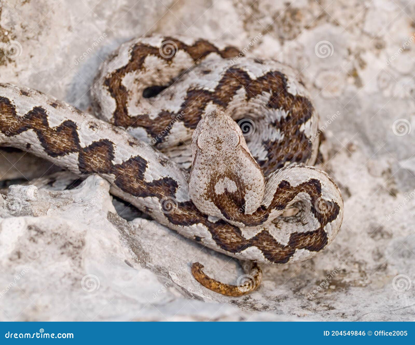 Nose Horned Viper, Vipera Ammodytes Stock Photo - Image of predator ...