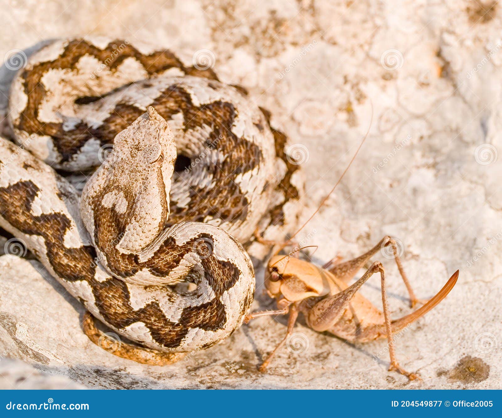 Nose Horned Viper, Vipera Ammodytes Stock Image - Image of predator ...
