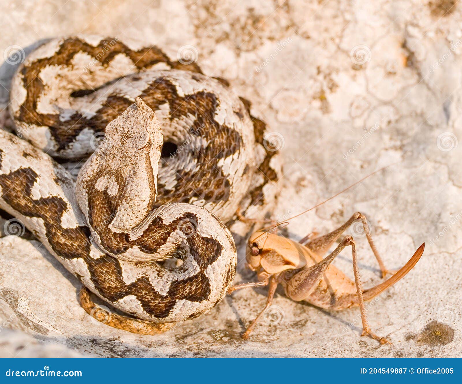 Nose Horned Viper, Vipera Ammodytes Stock Image - Image of snake ...