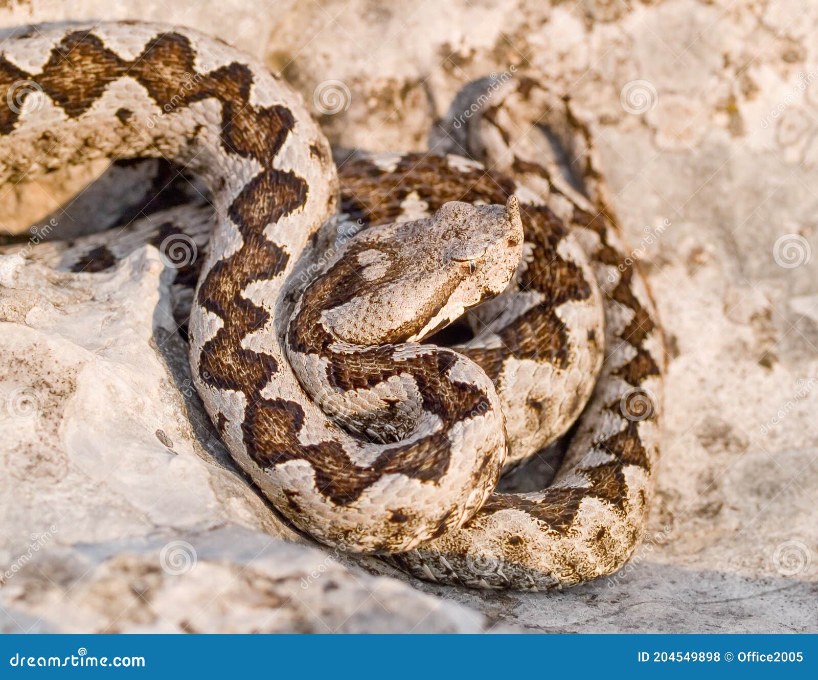 Nose Horned Viper, Vipera Ammodytes Stock Photo - Image of predator ...