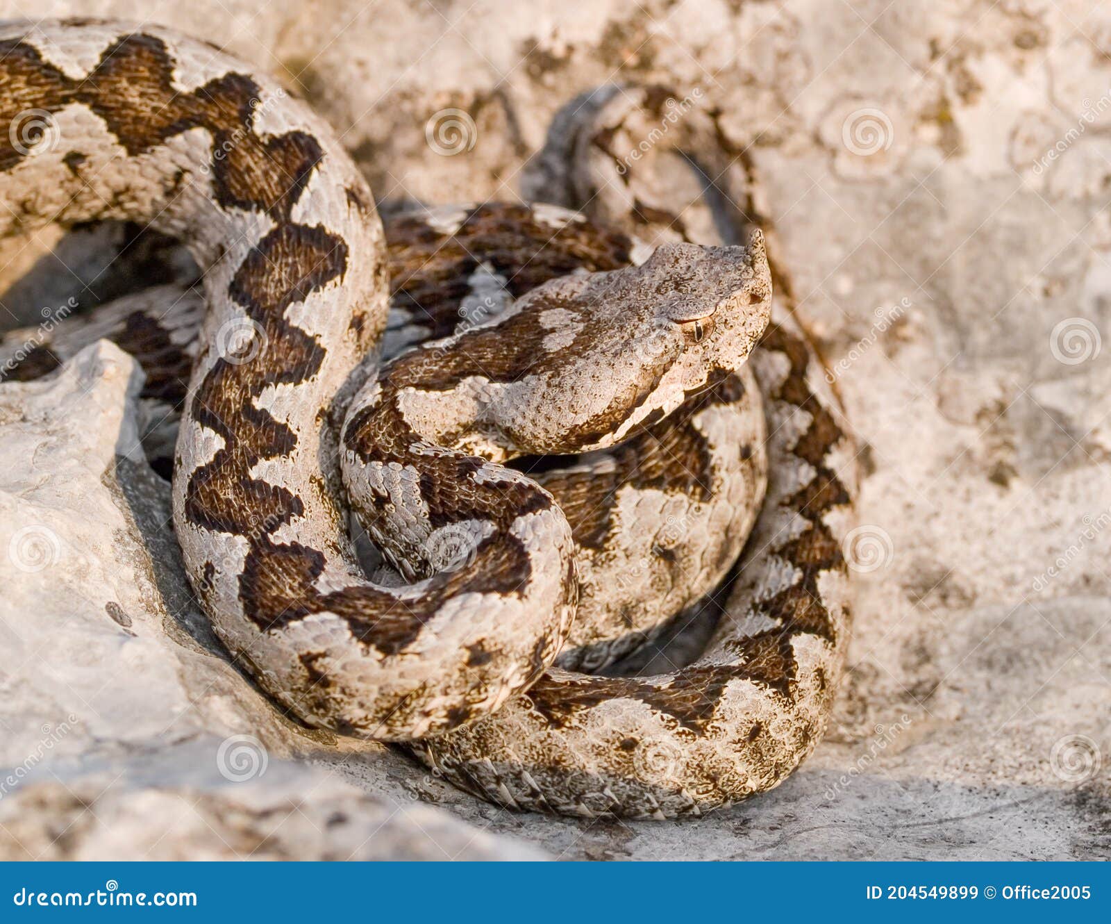 Nose Horned Viper, Vipera Ammodytes Stock Image - Image of face ...