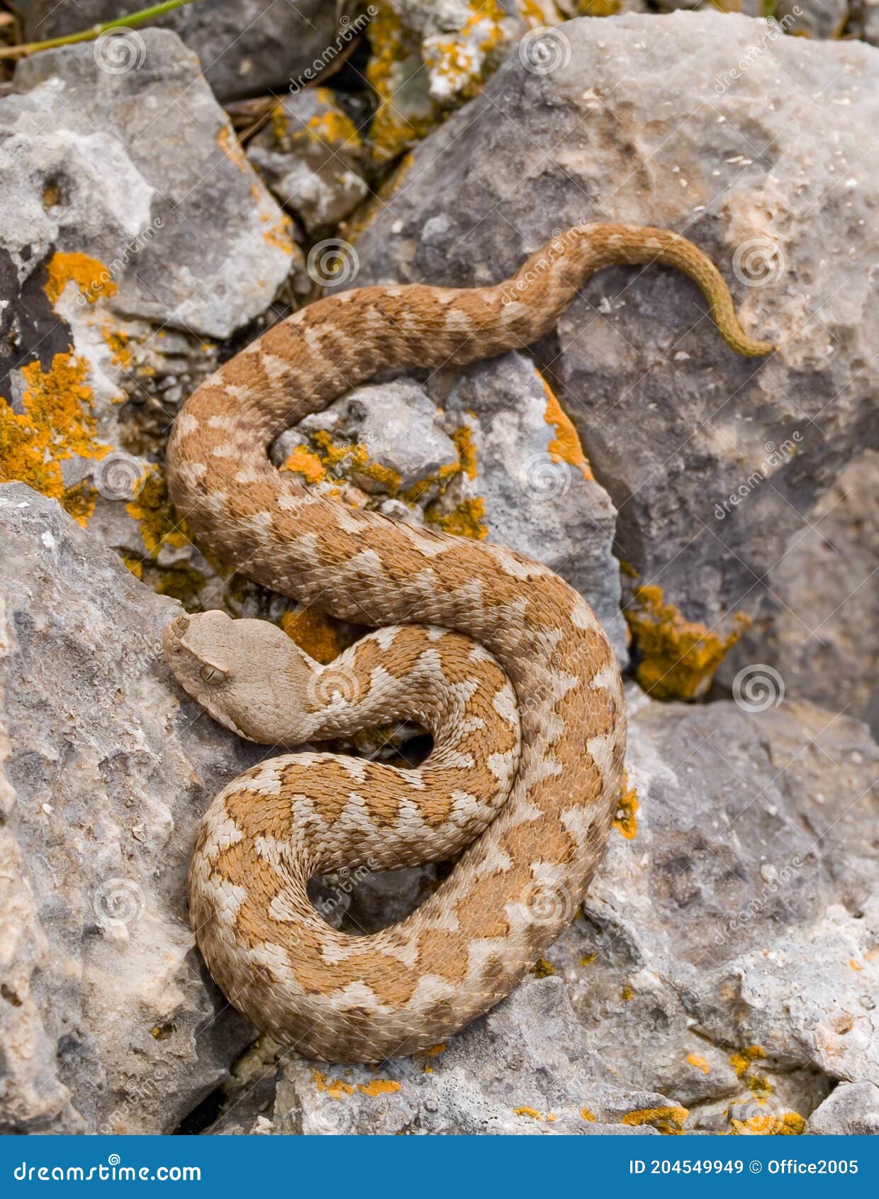 Nose Horned Viper, Vipera Ammodytes Stock Image - Image of wildlife ...