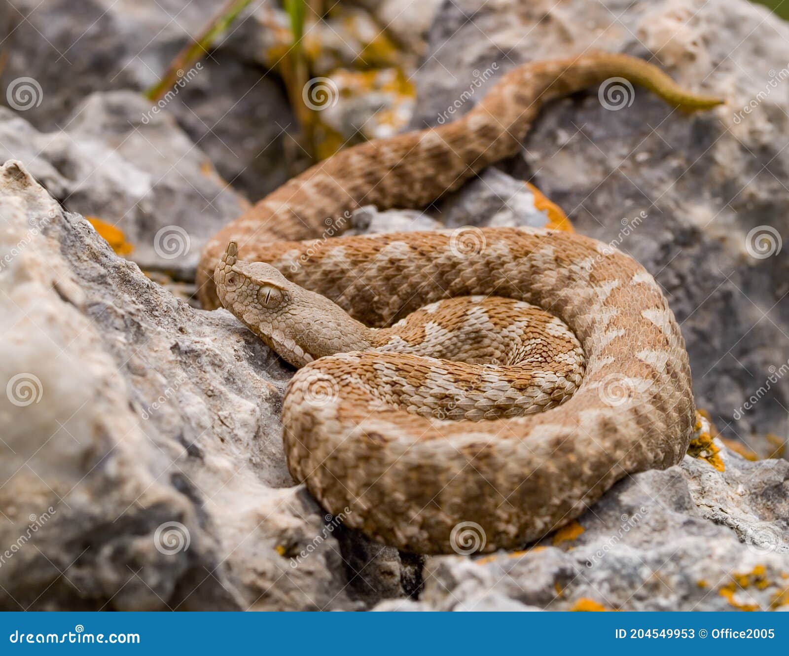 Nose Horned Viper, Vipera Ammodytes Stock Image - Image of alps ...