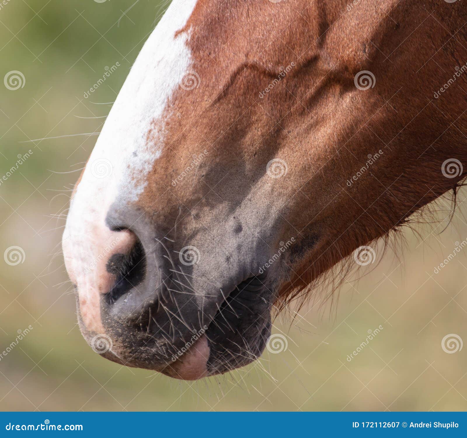 The nose of the horse stock image. Image of close, nostrils - 172112607